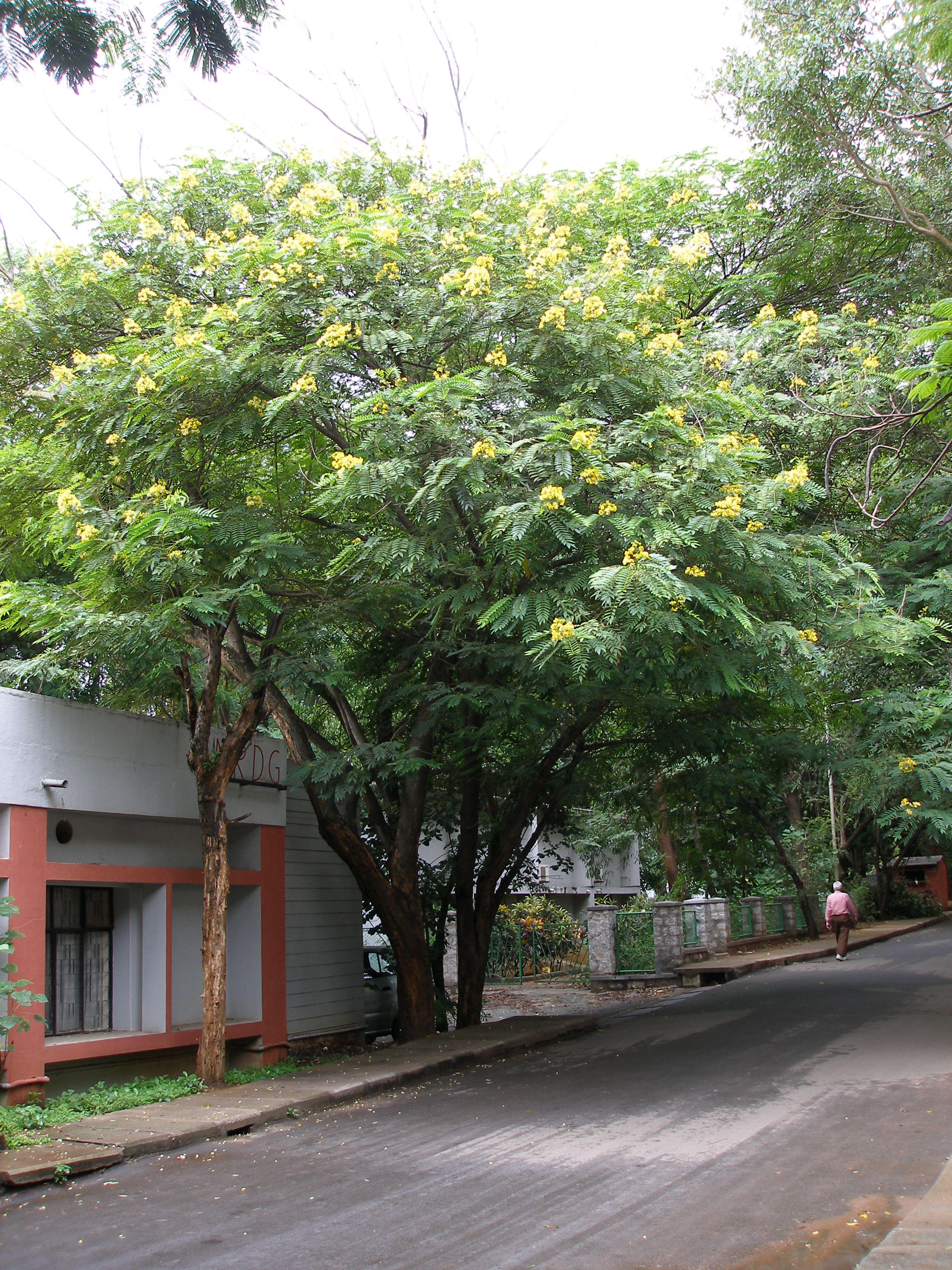 Herbarium JCB