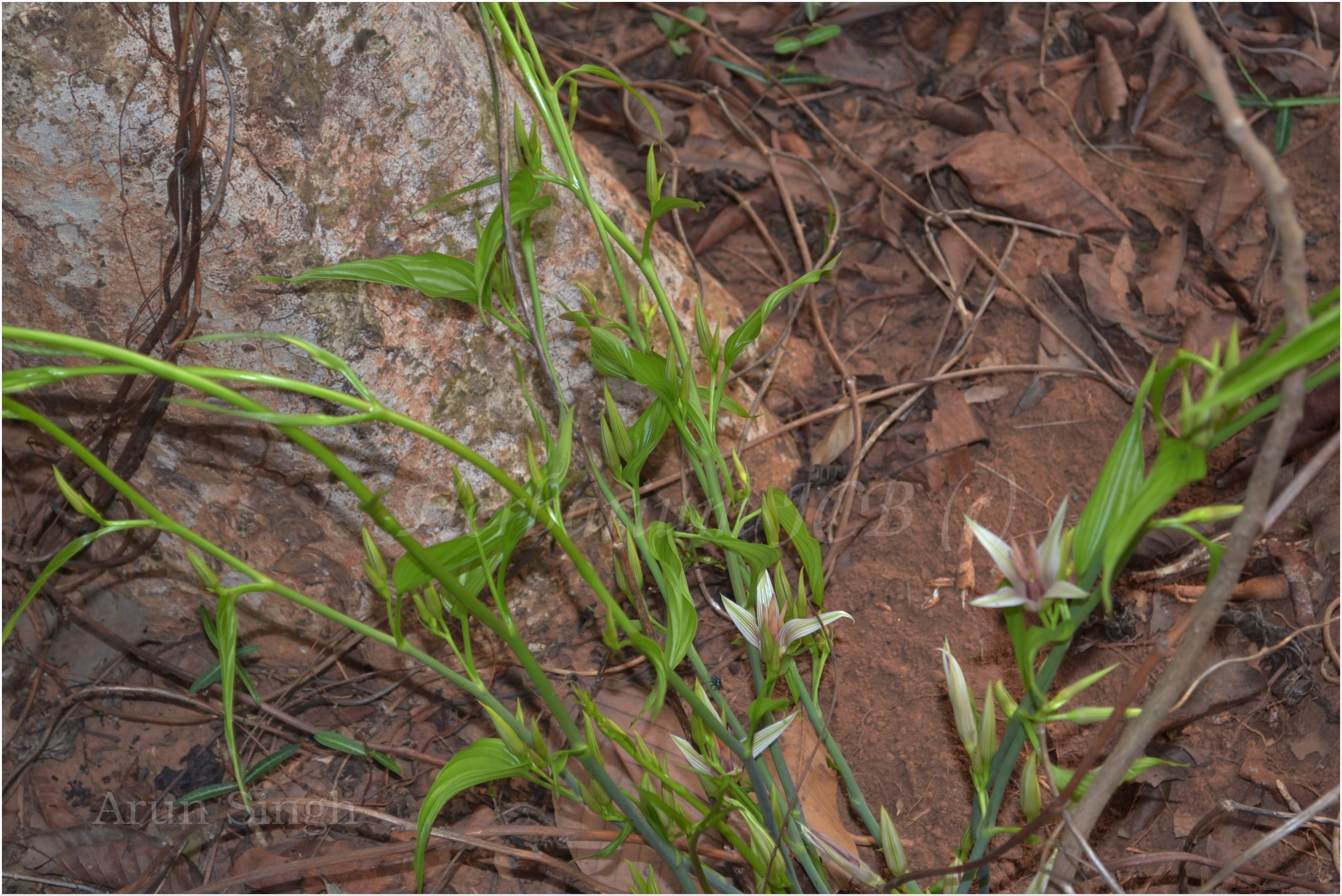Herbarium JCB