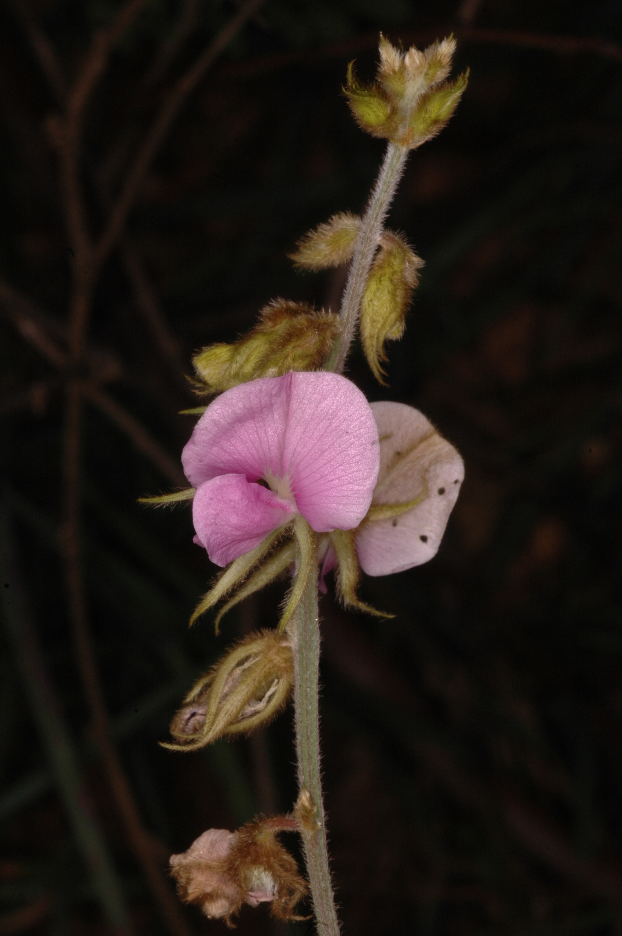 Herbarium JCB