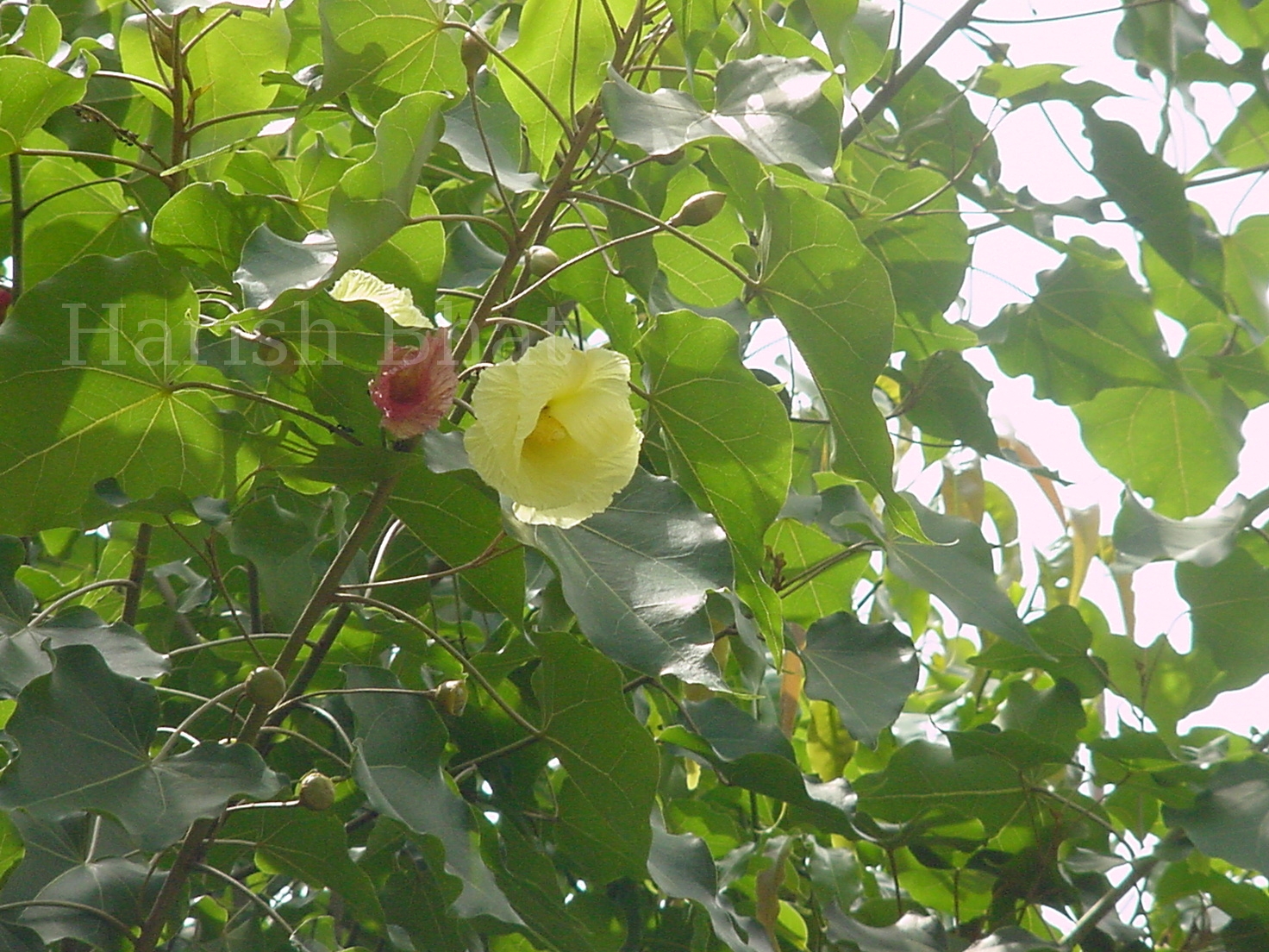 Herbarium JCB