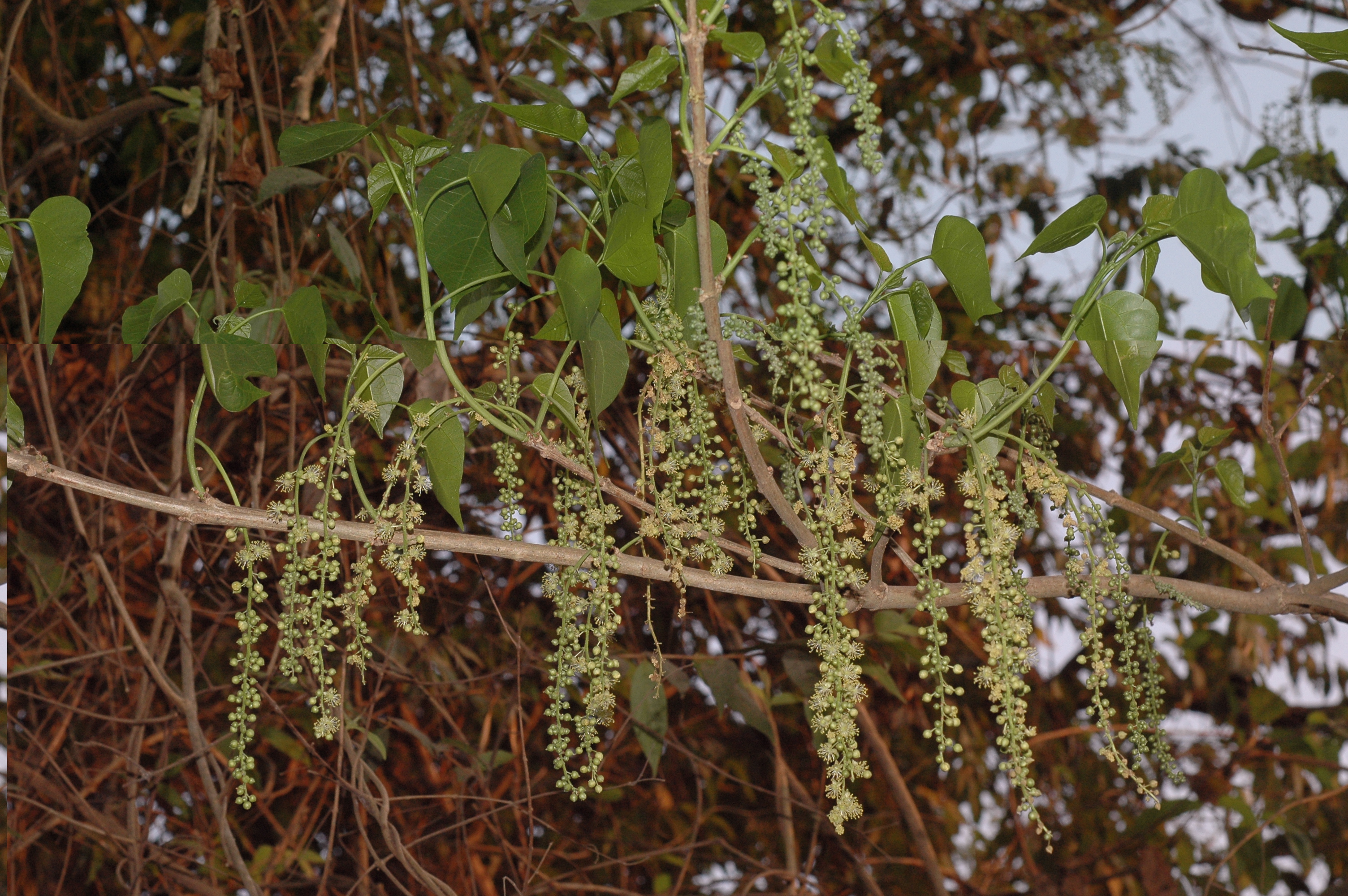 Herbarium JCB