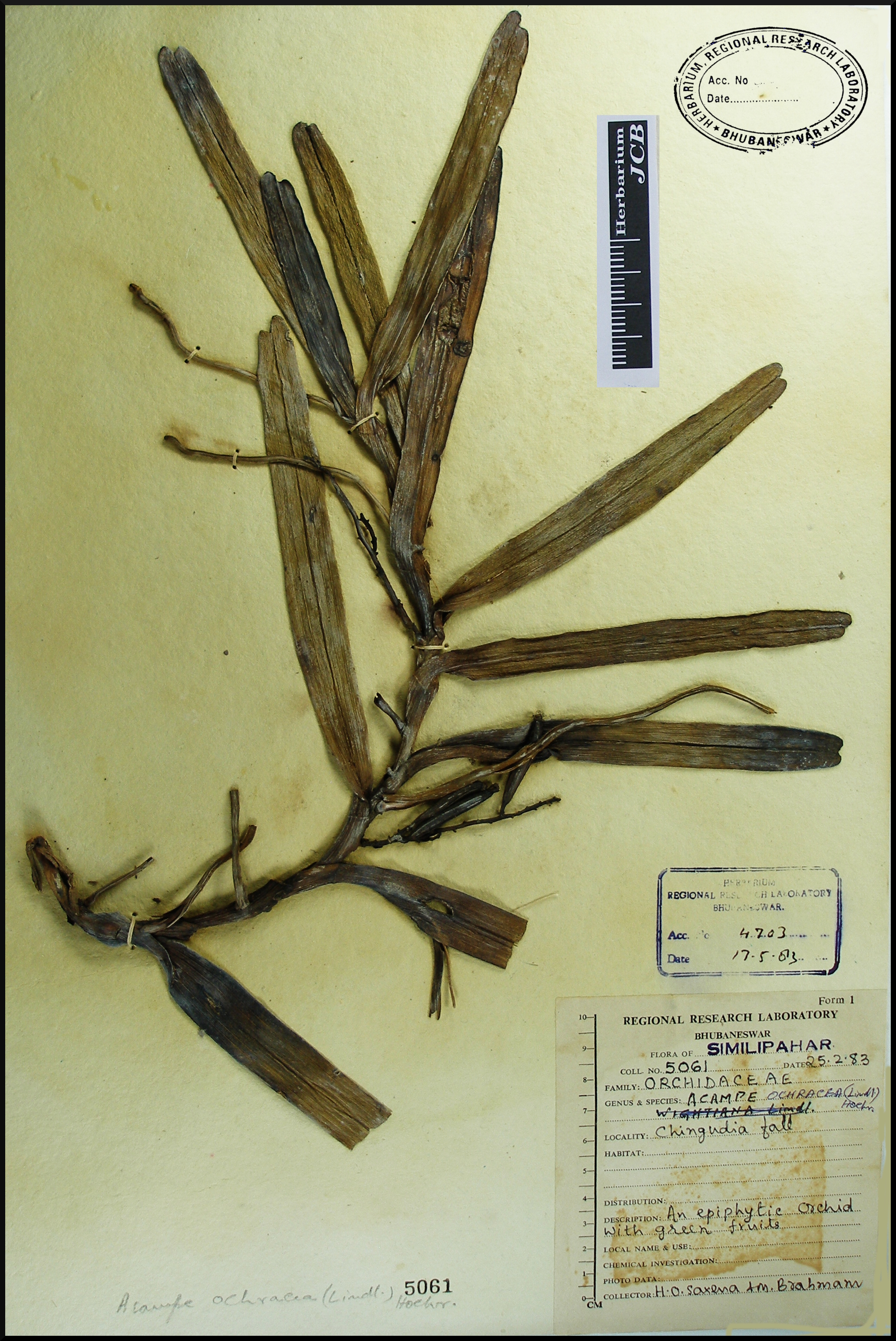 Herbarium JCB