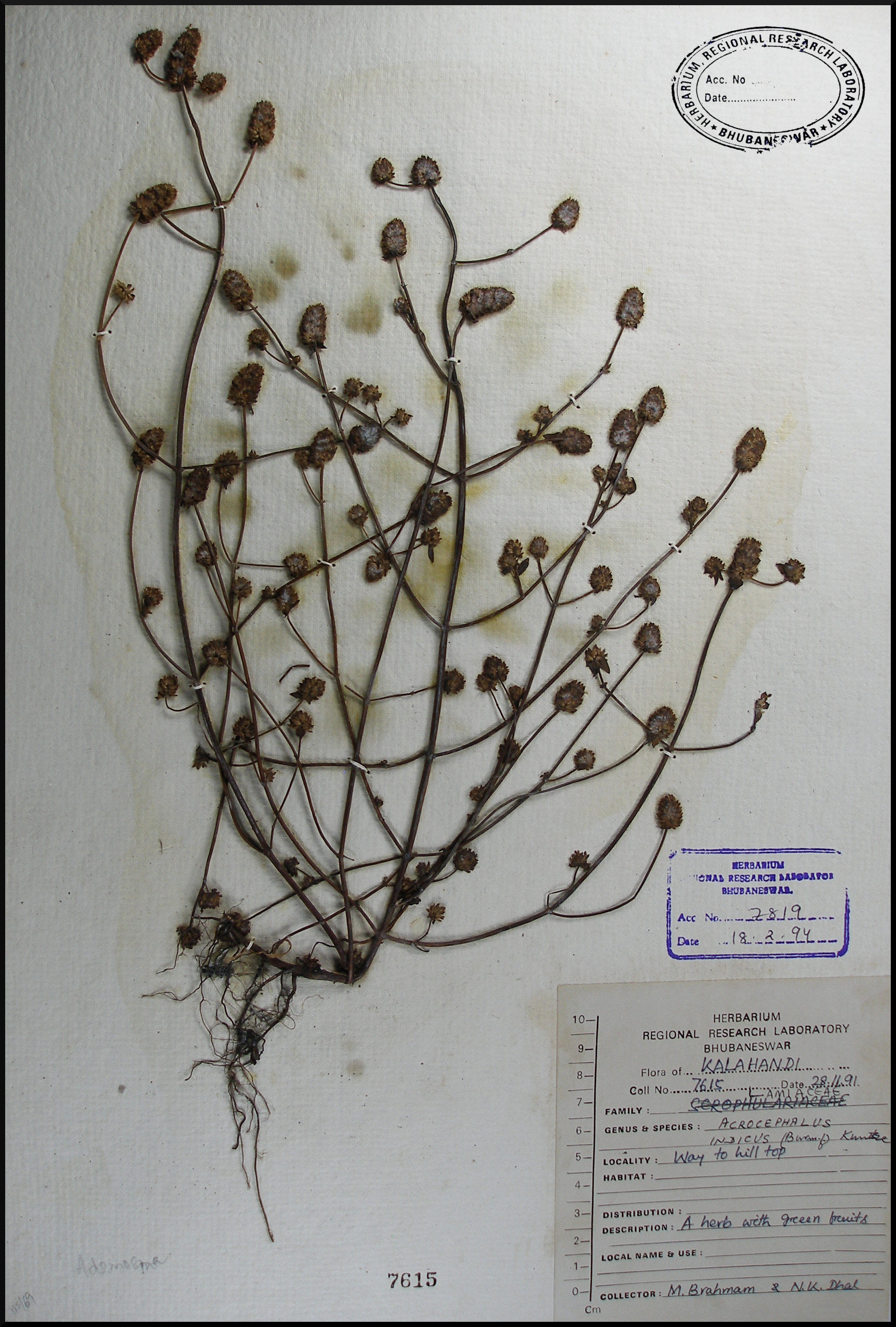 Herbarium JCB