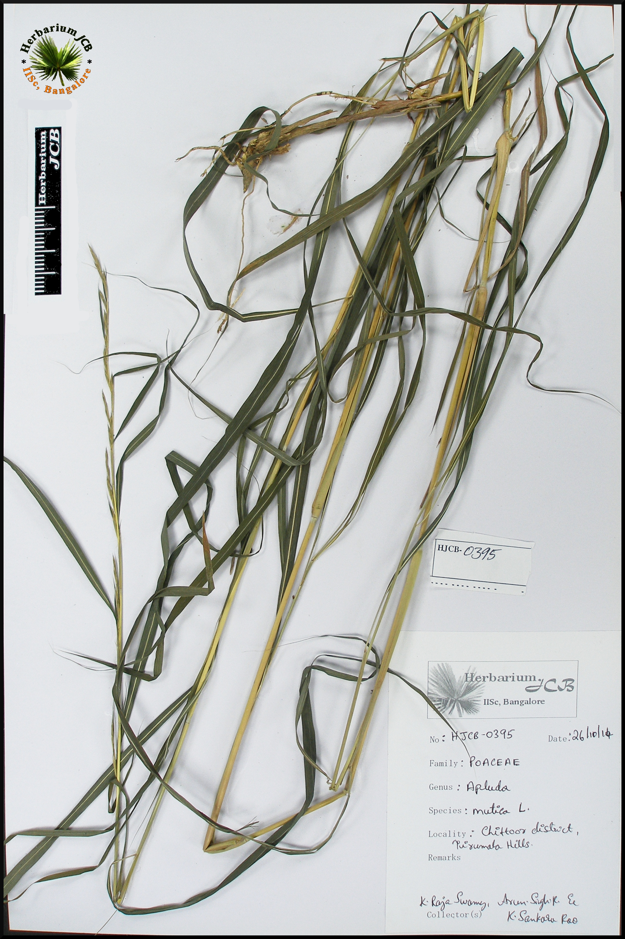 Herbarium JCB