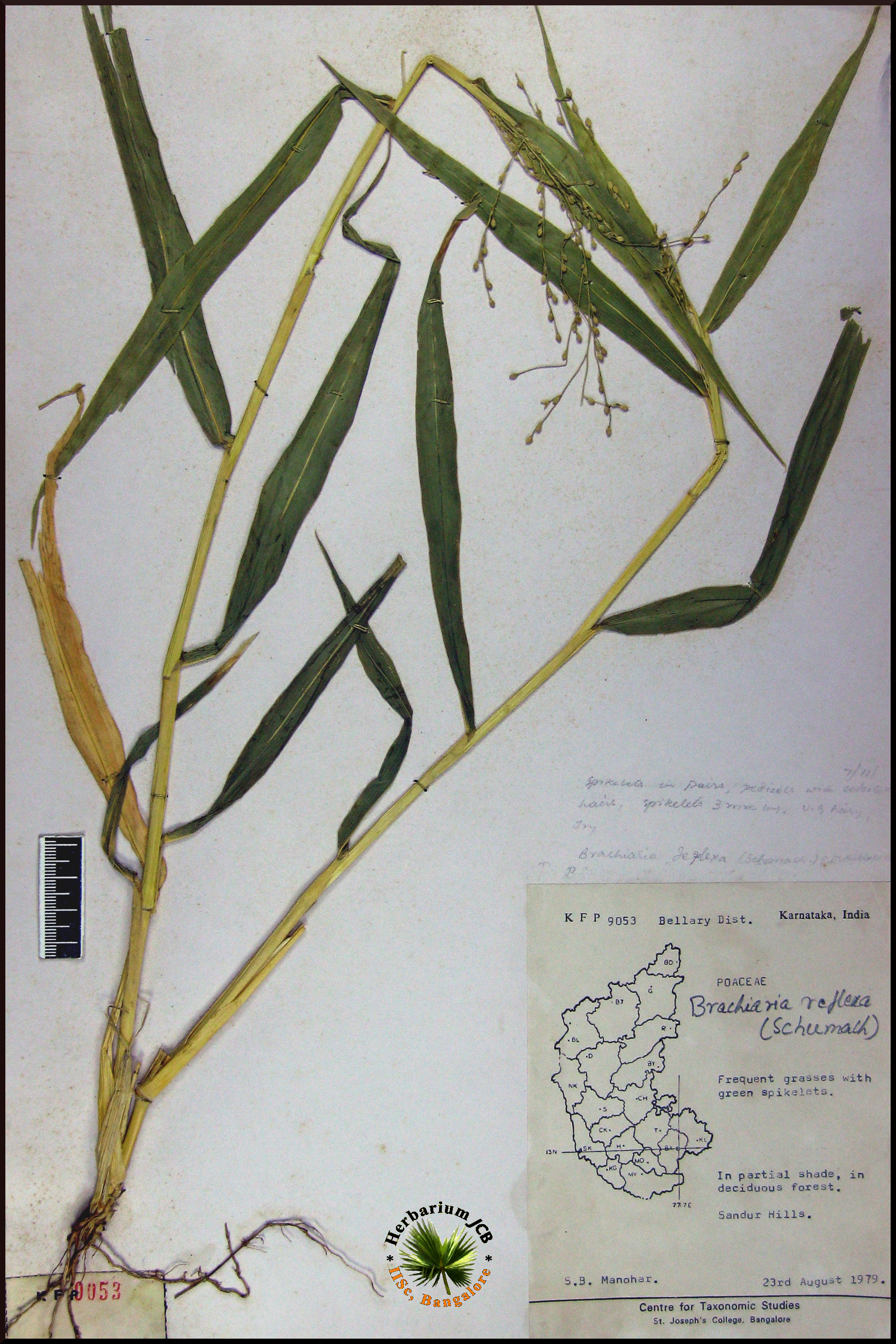 Herbarium JCB