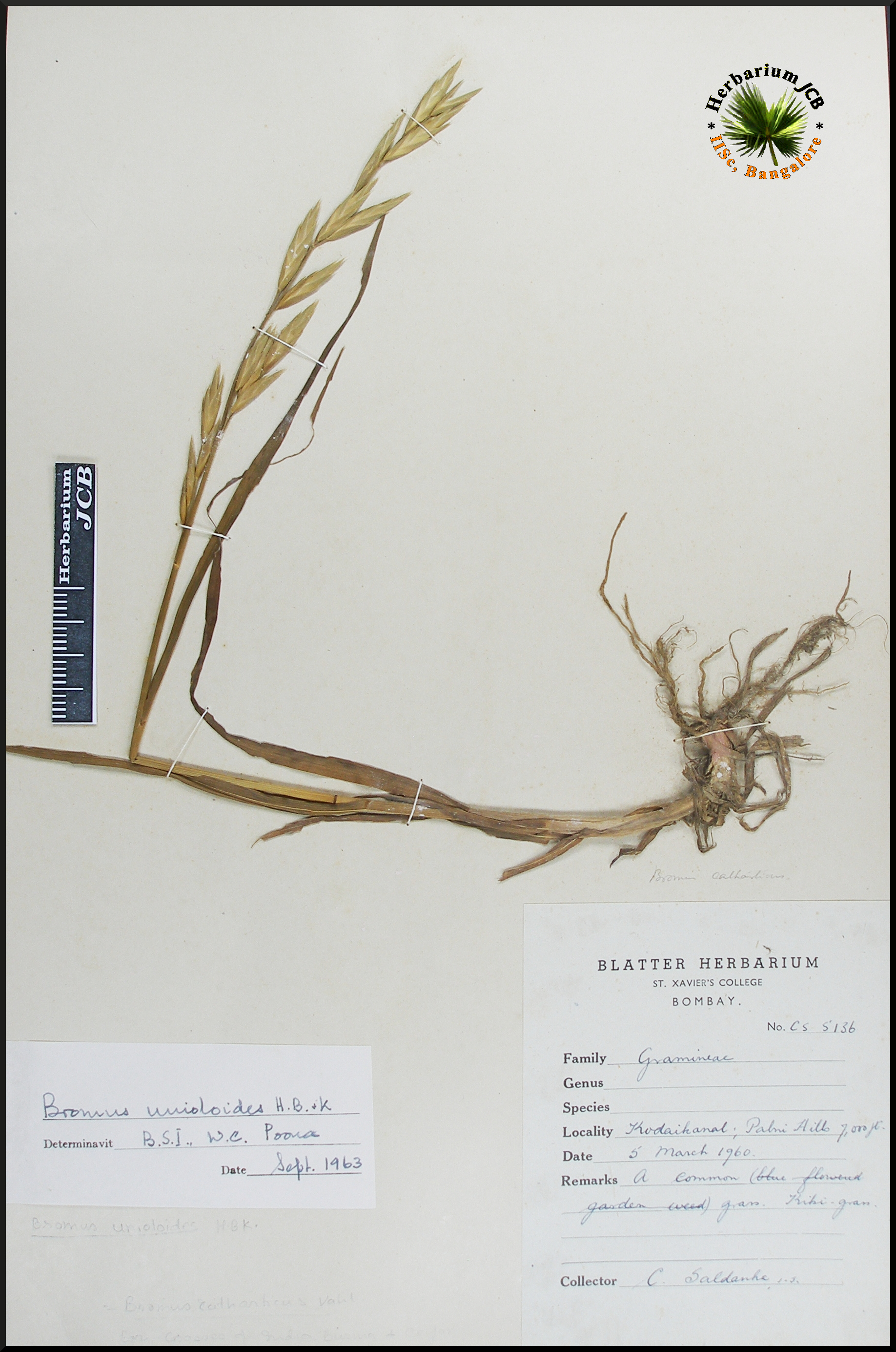 Herbarium JCB