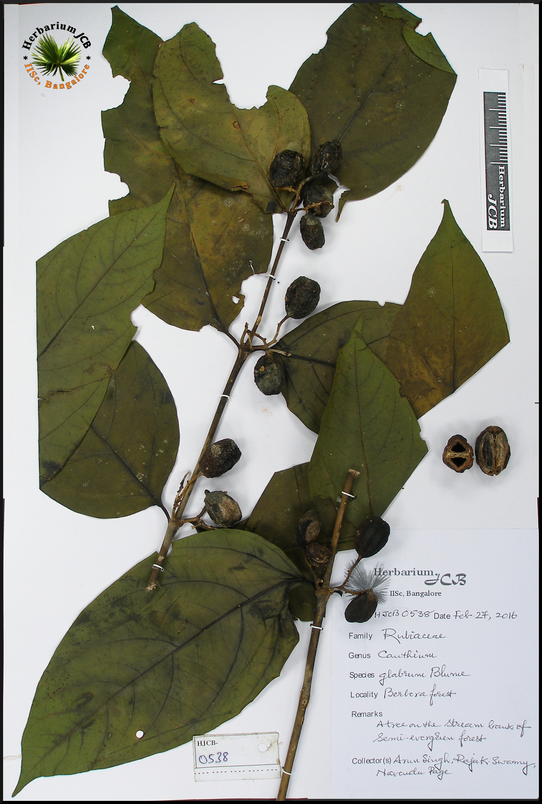 Herbarium JCB