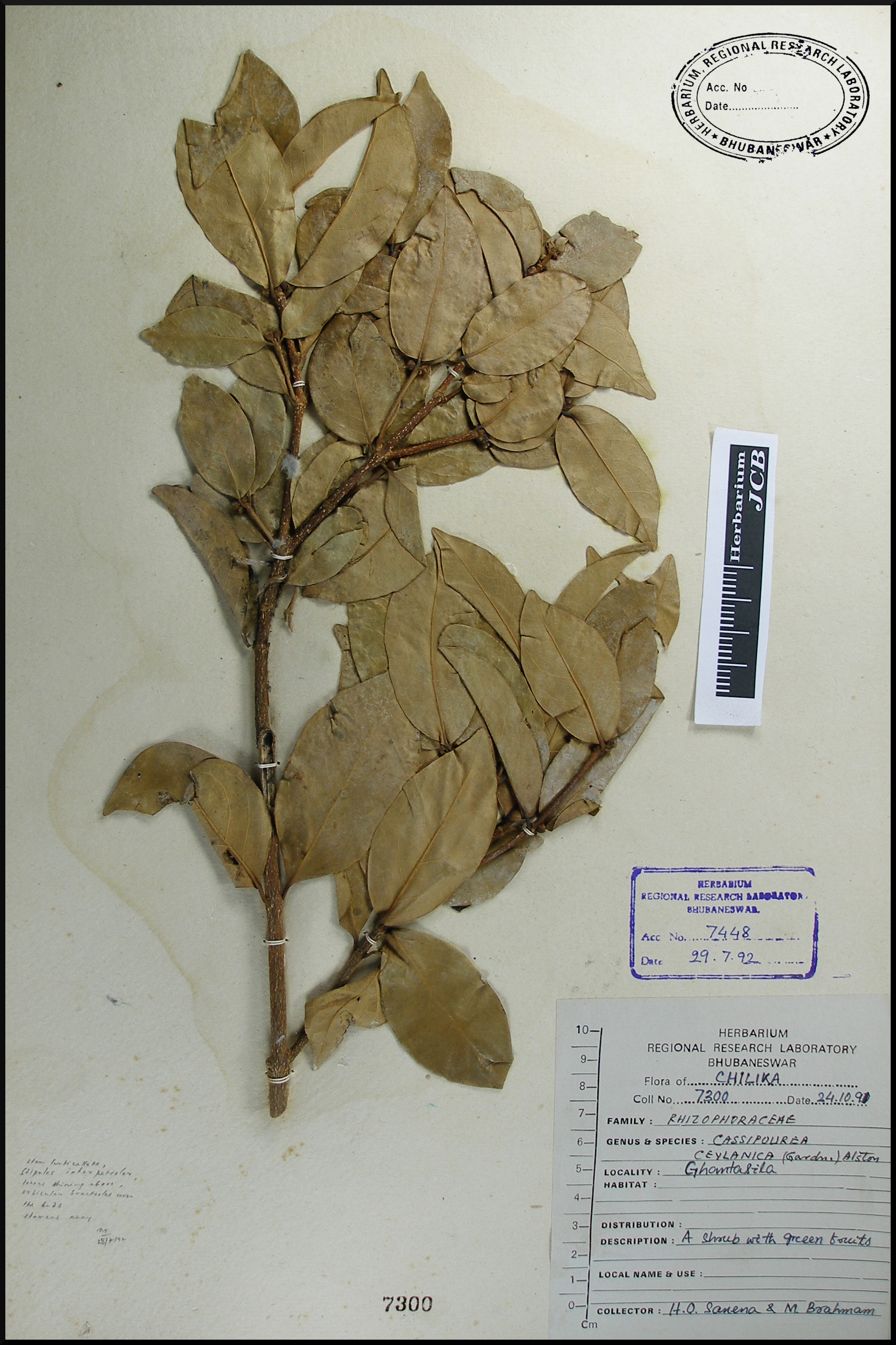 Herbarium JCB