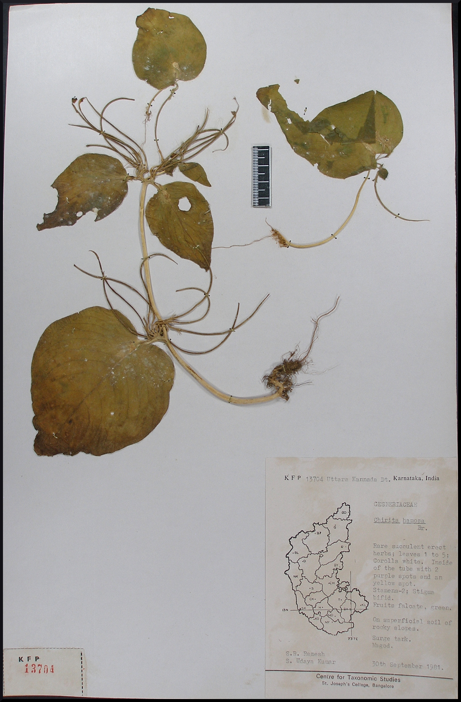 Herbarium JCB