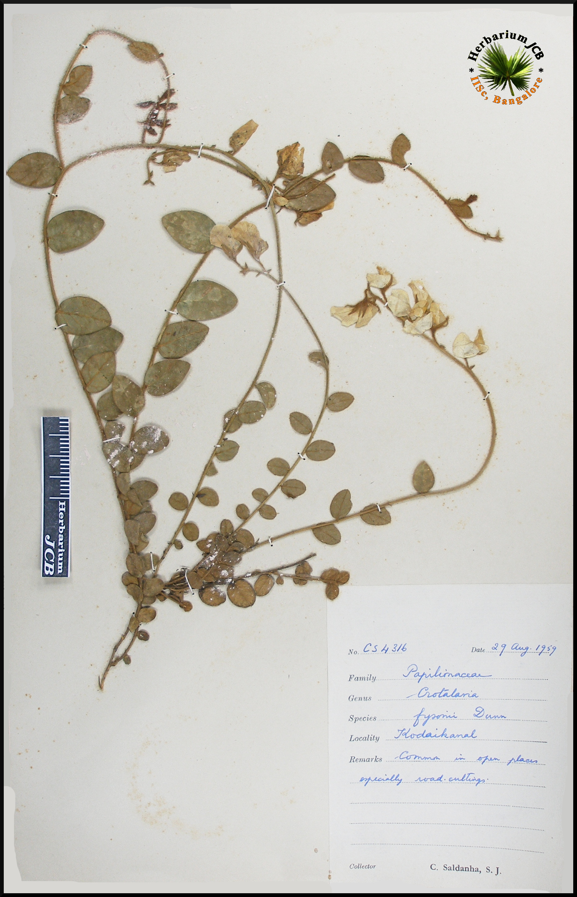 Herbarium JCB