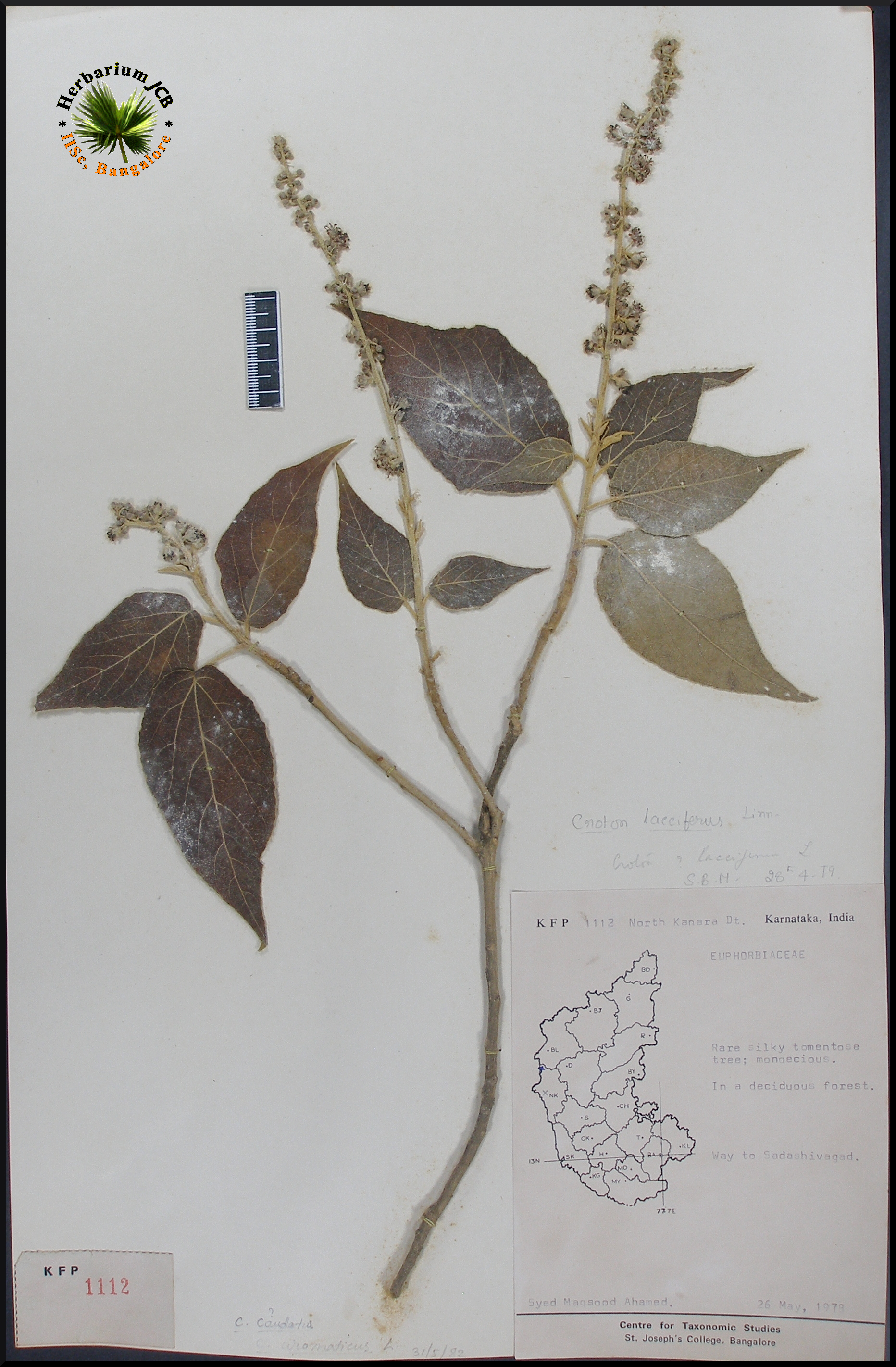 Herbarium JCB