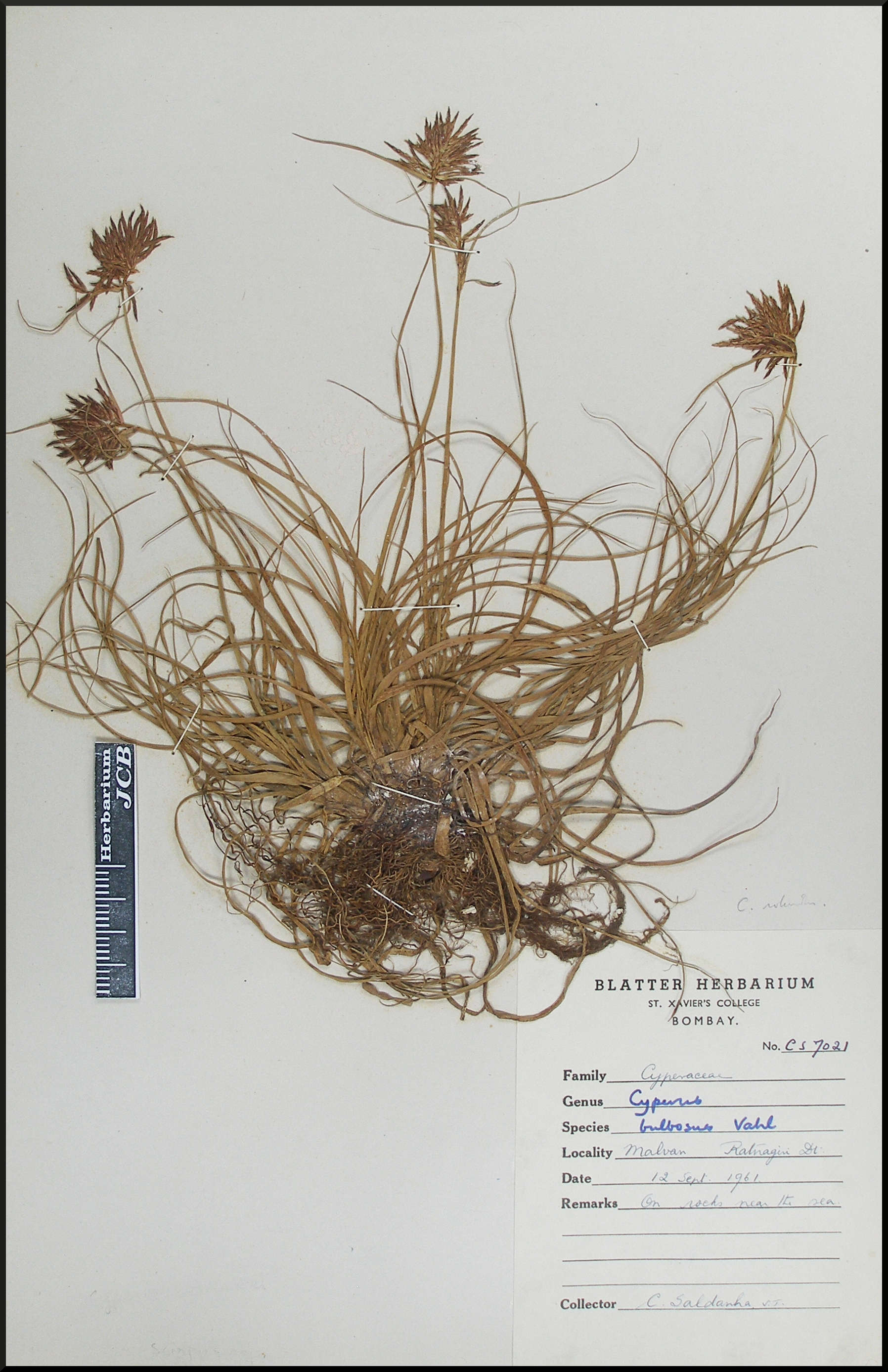 Herbarium JCB
