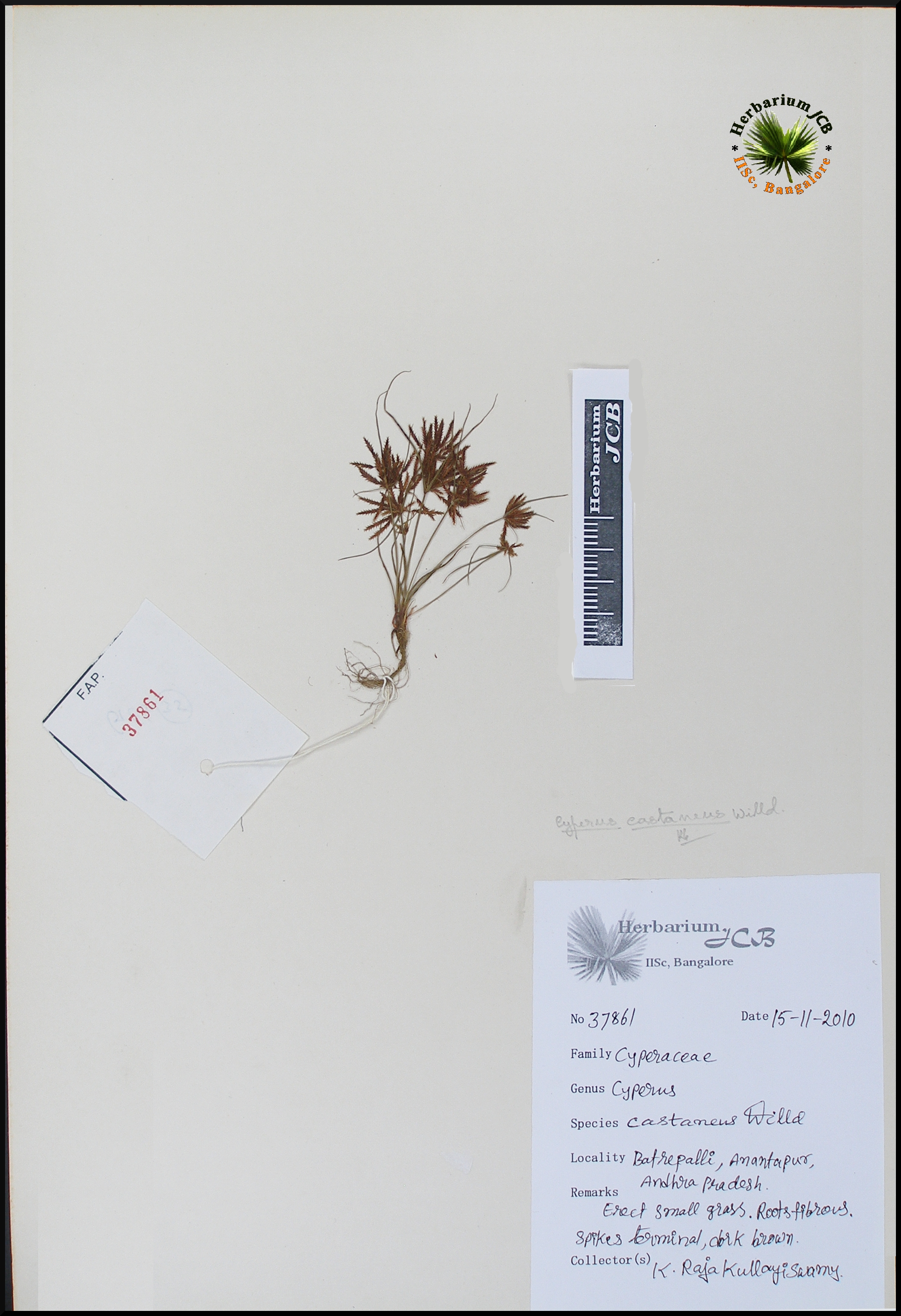Herbarium JCB