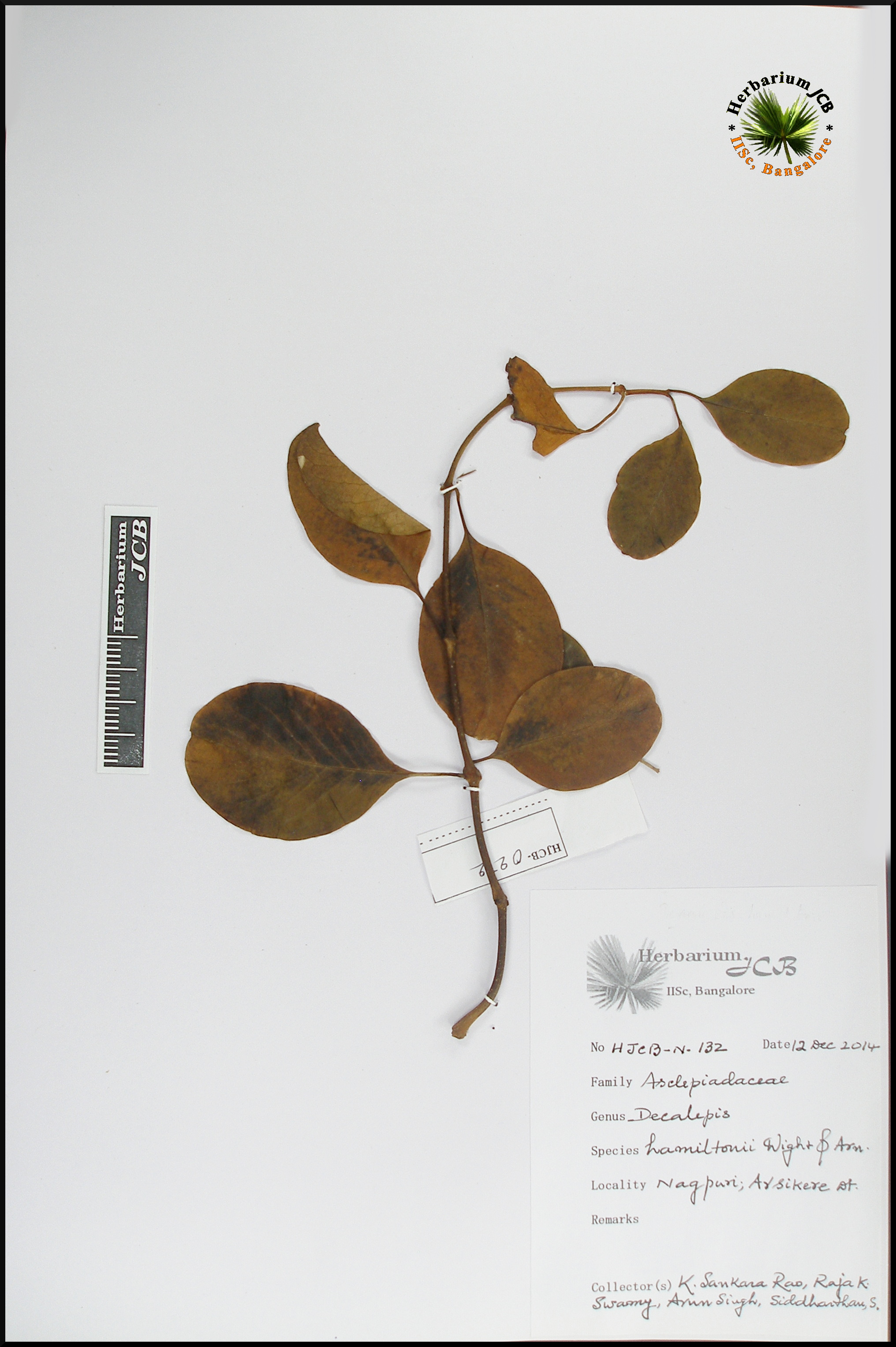 Herbarium JCB
