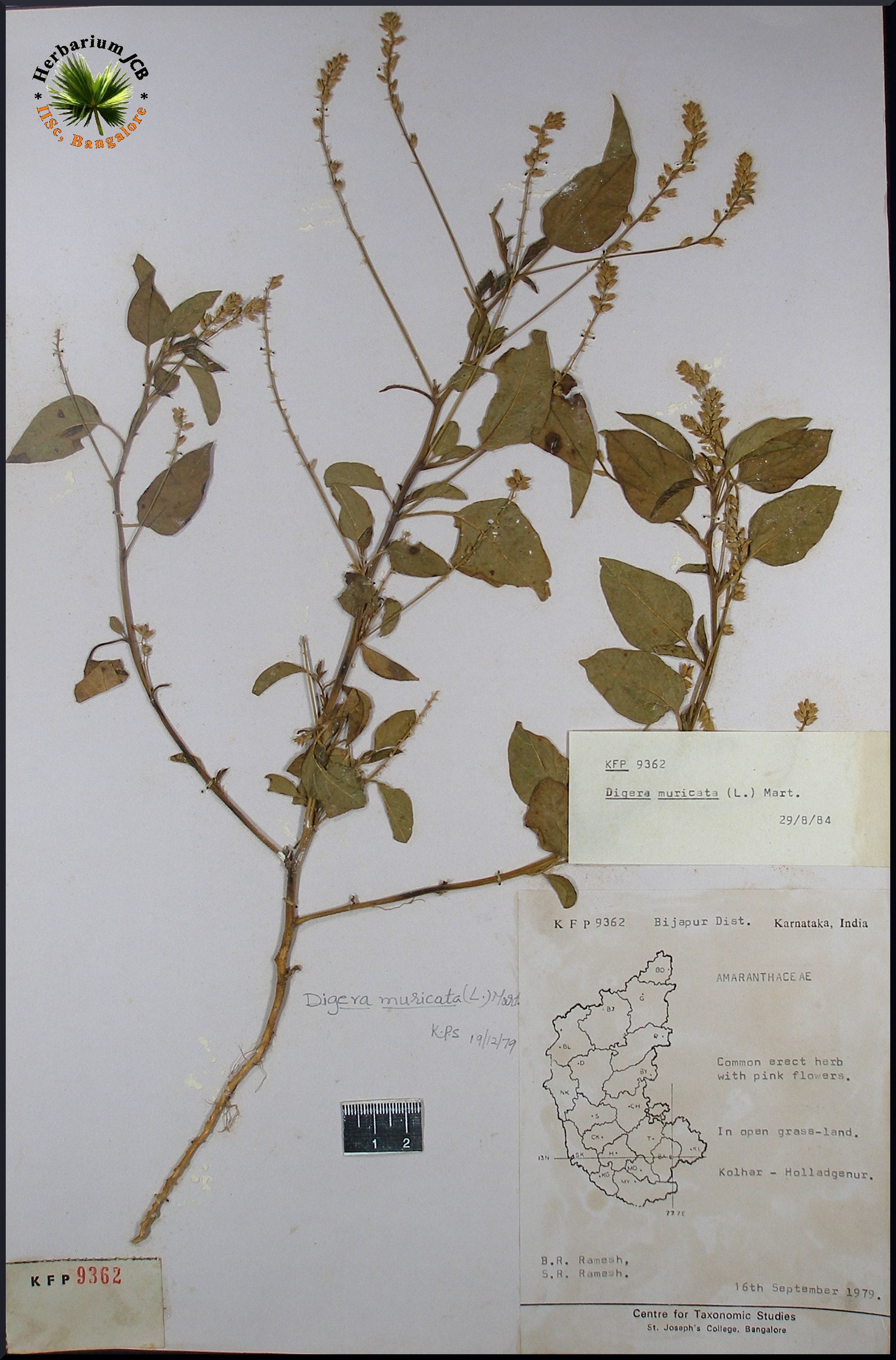 Herbarium JCB