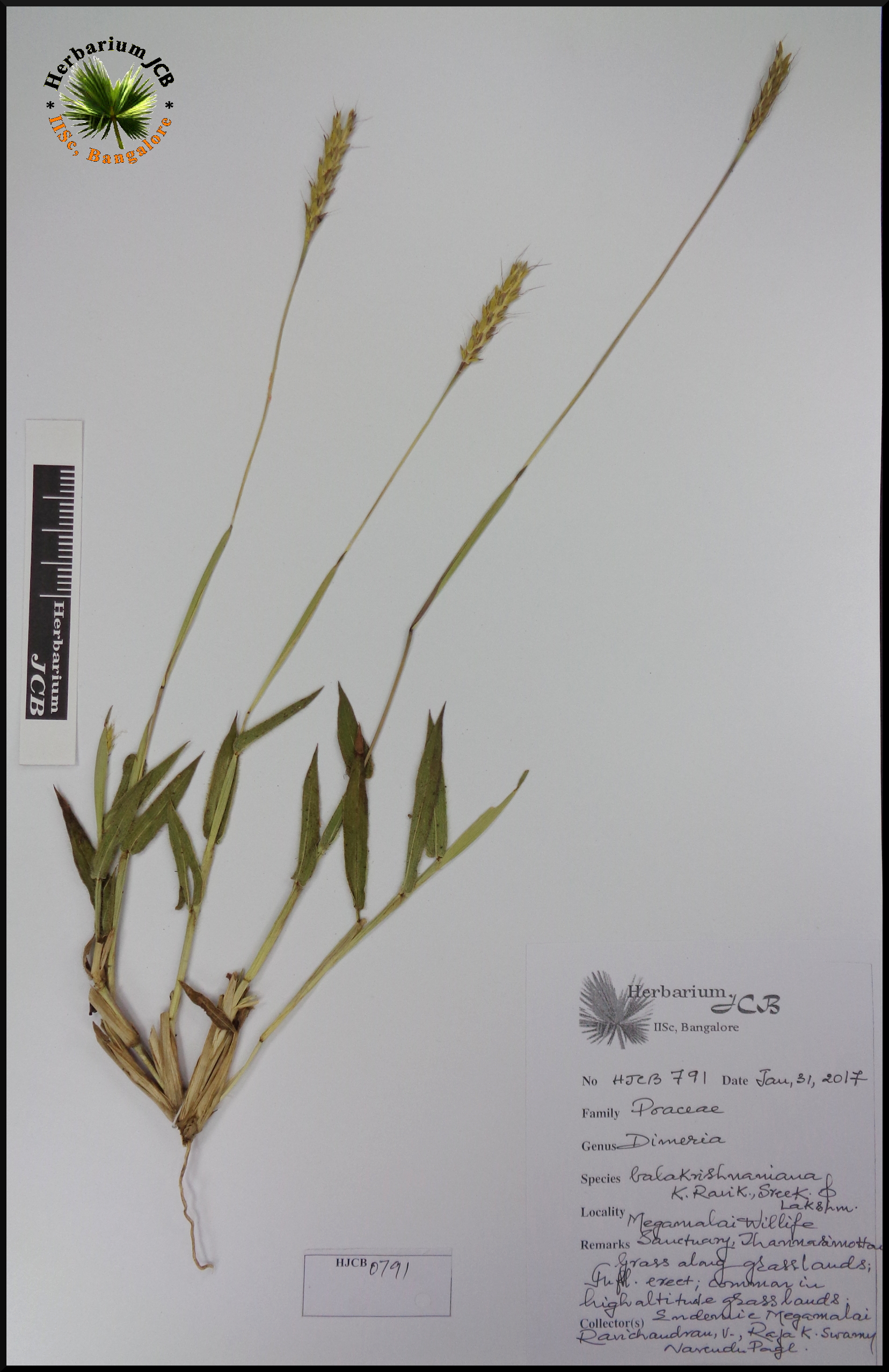 Herbarium JCB