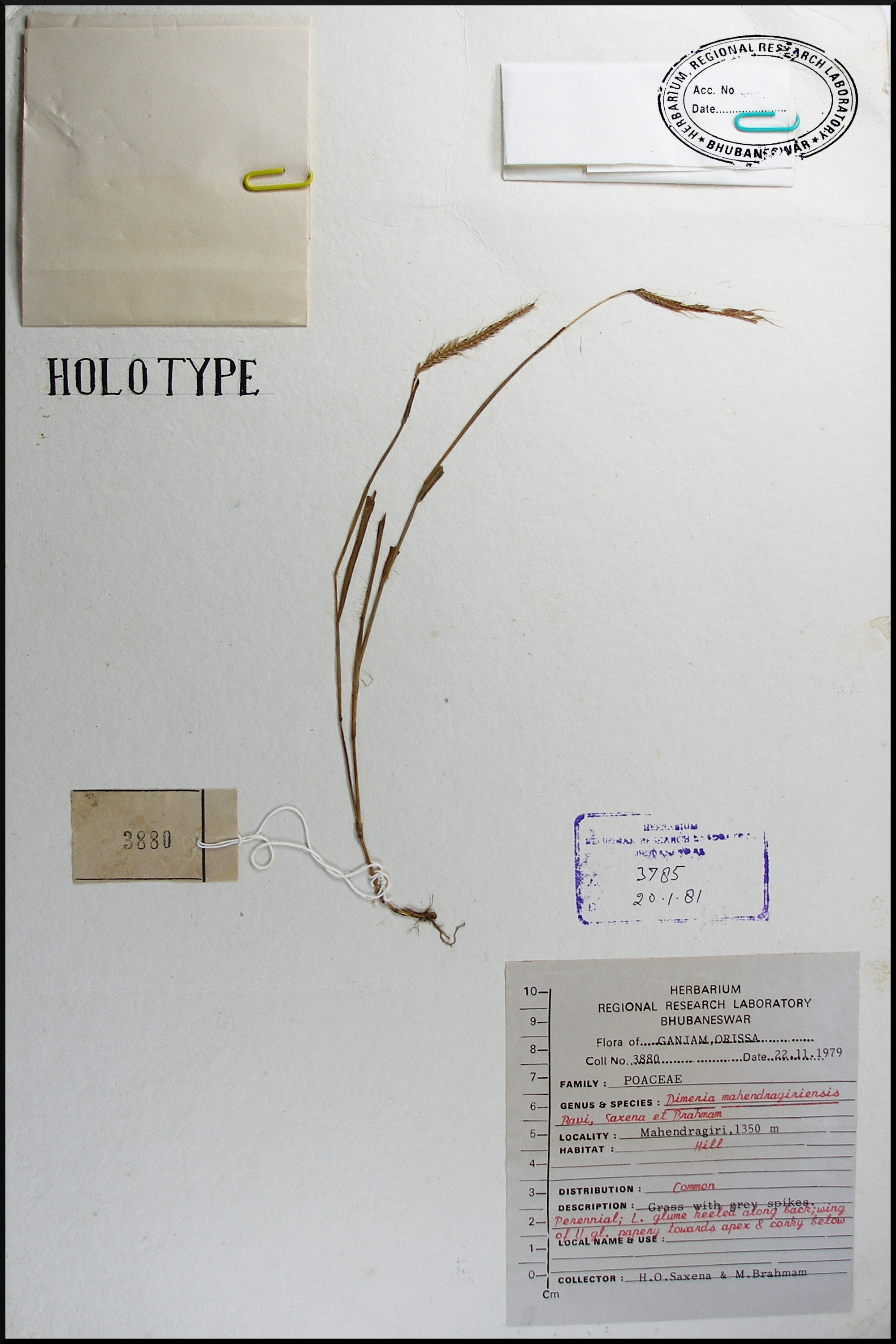 Herbarium JCB