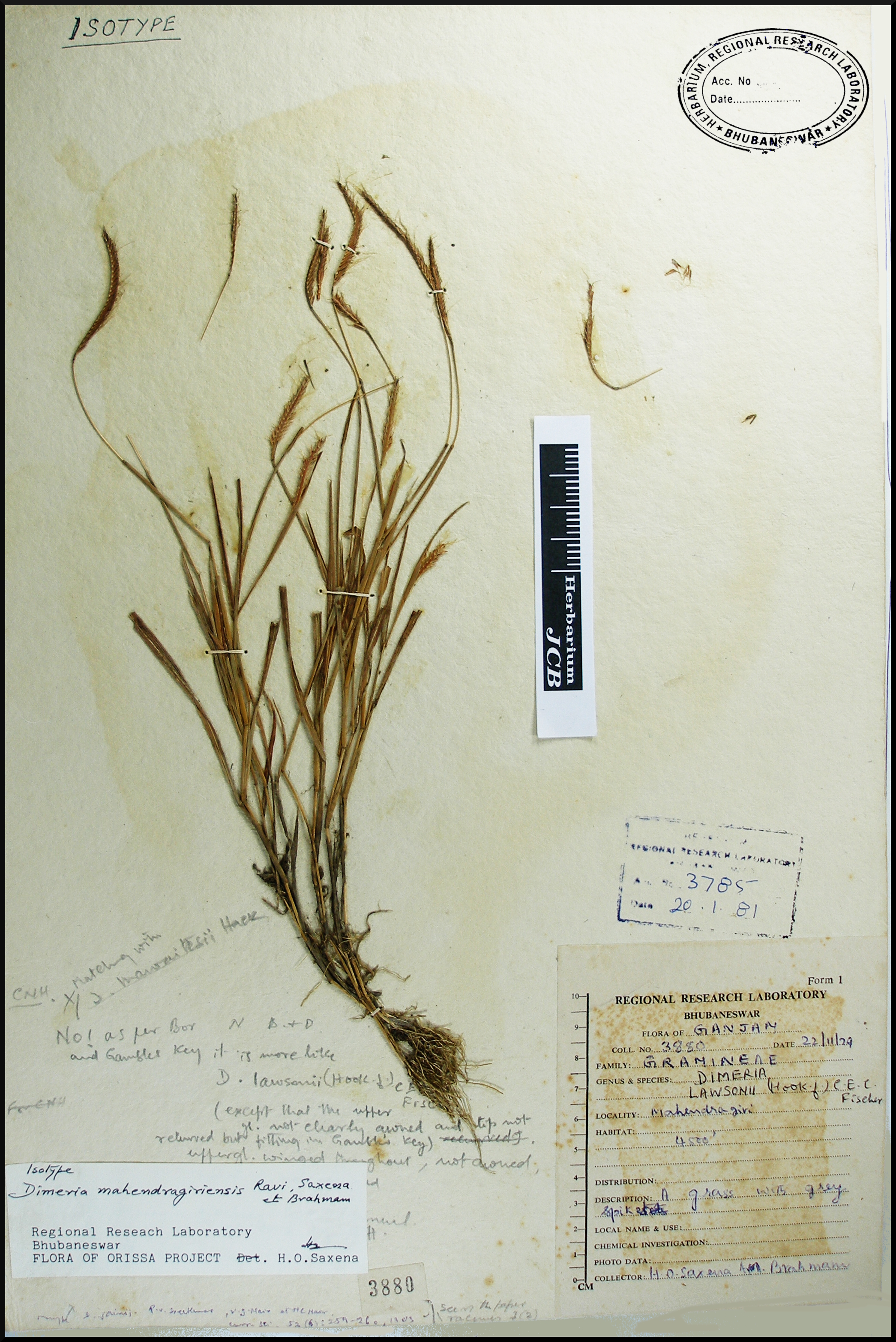 Herbarium JCB