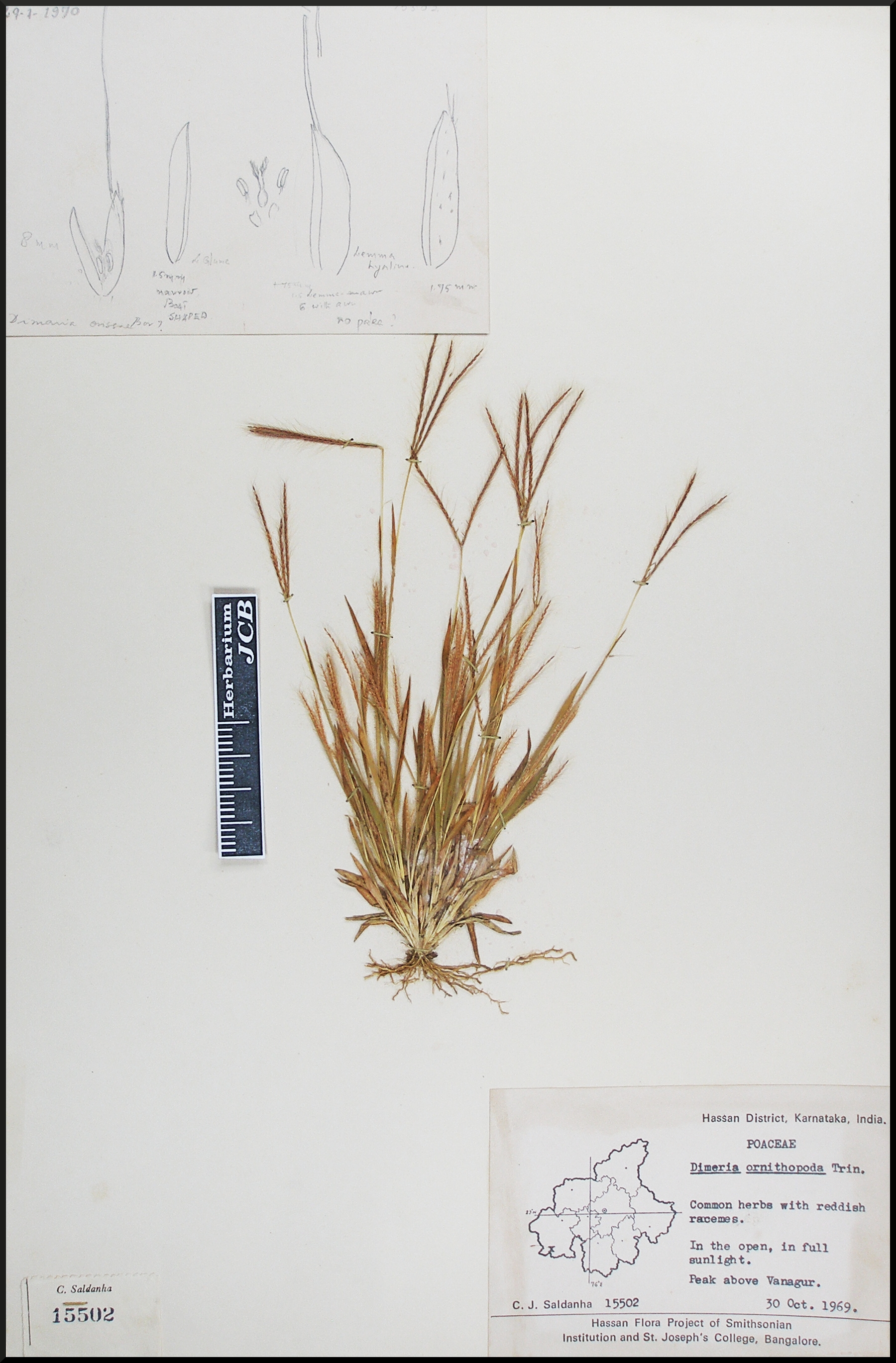 Herbarium JCB
