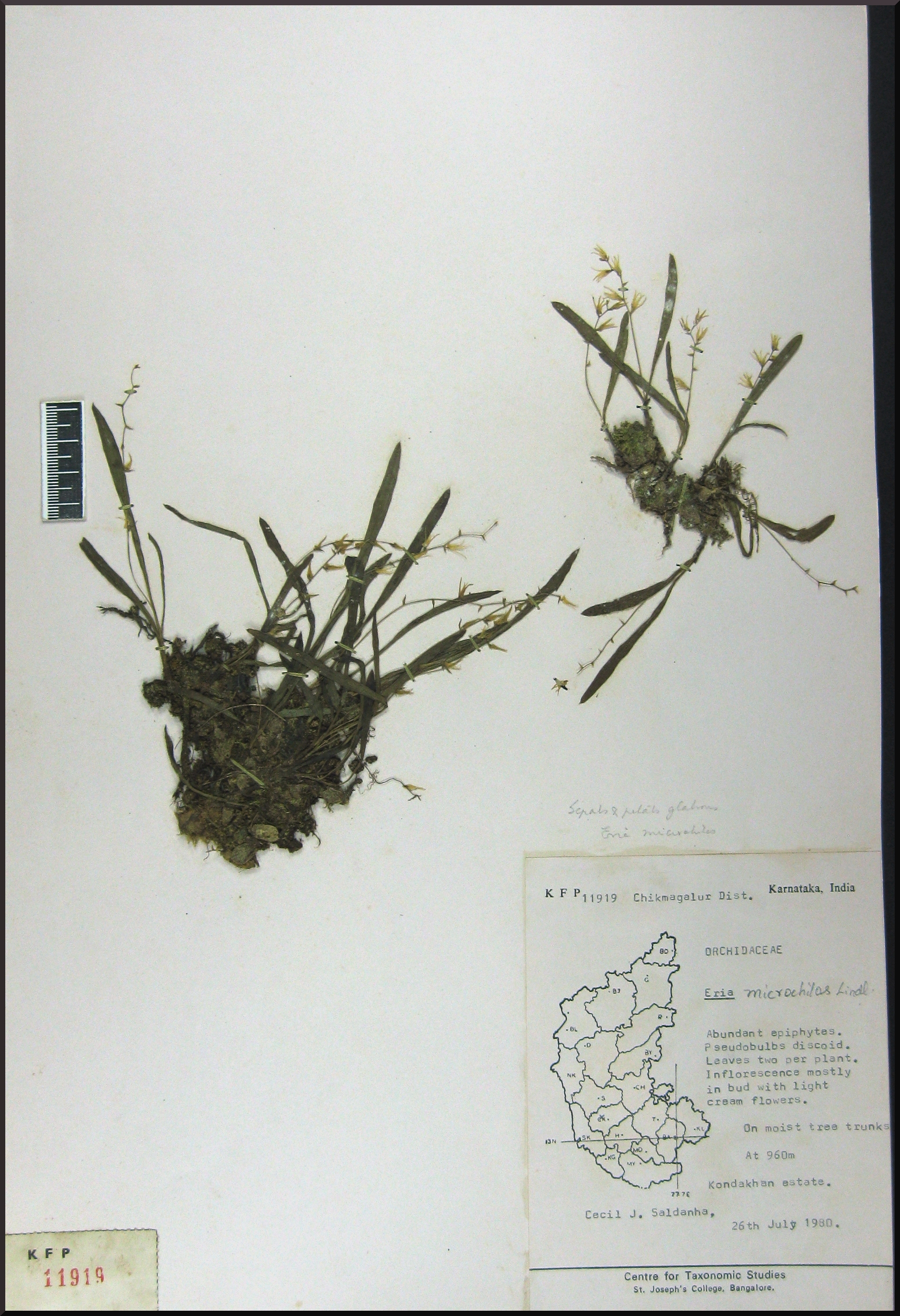 Herbarium JCB