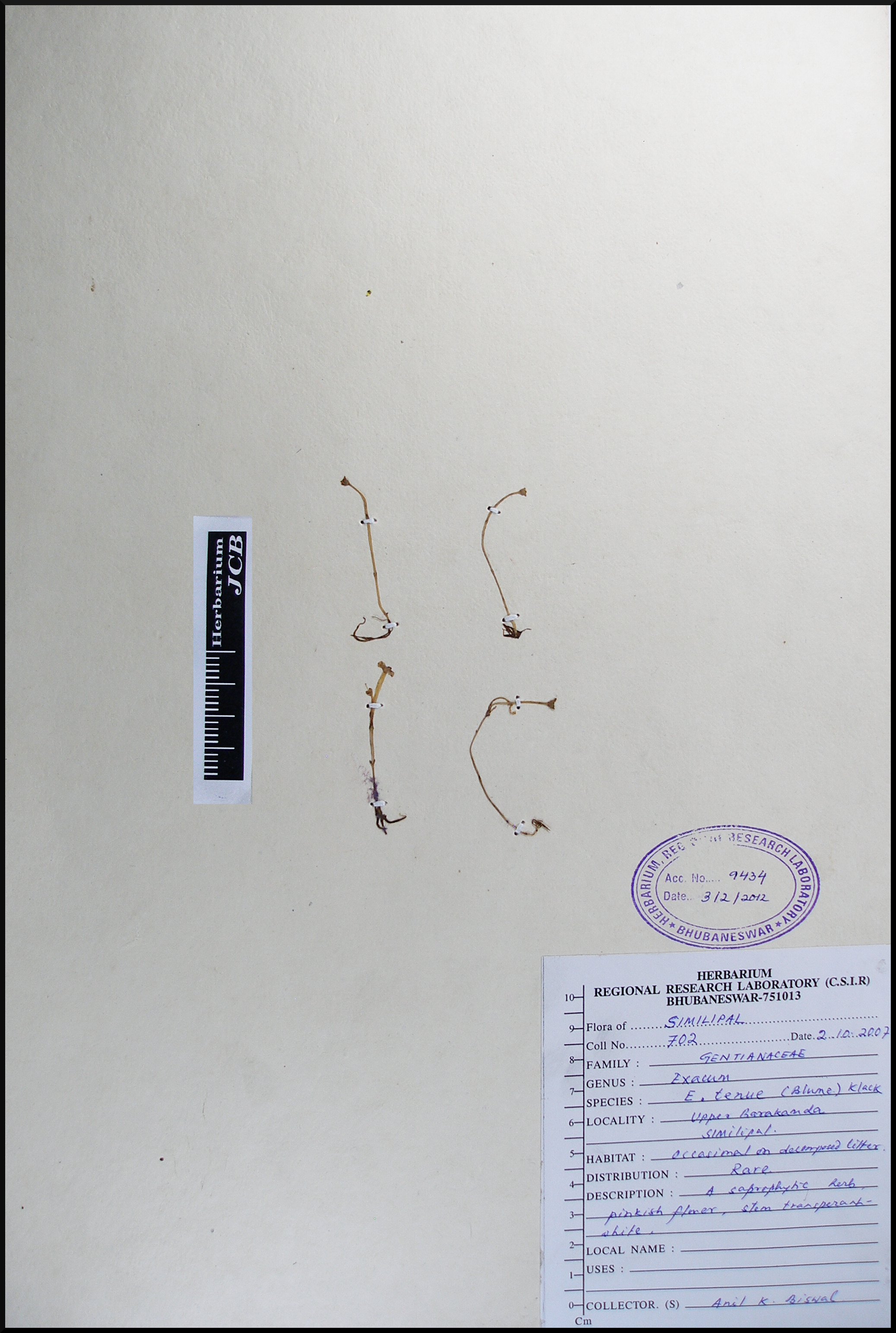Herbarium JCB