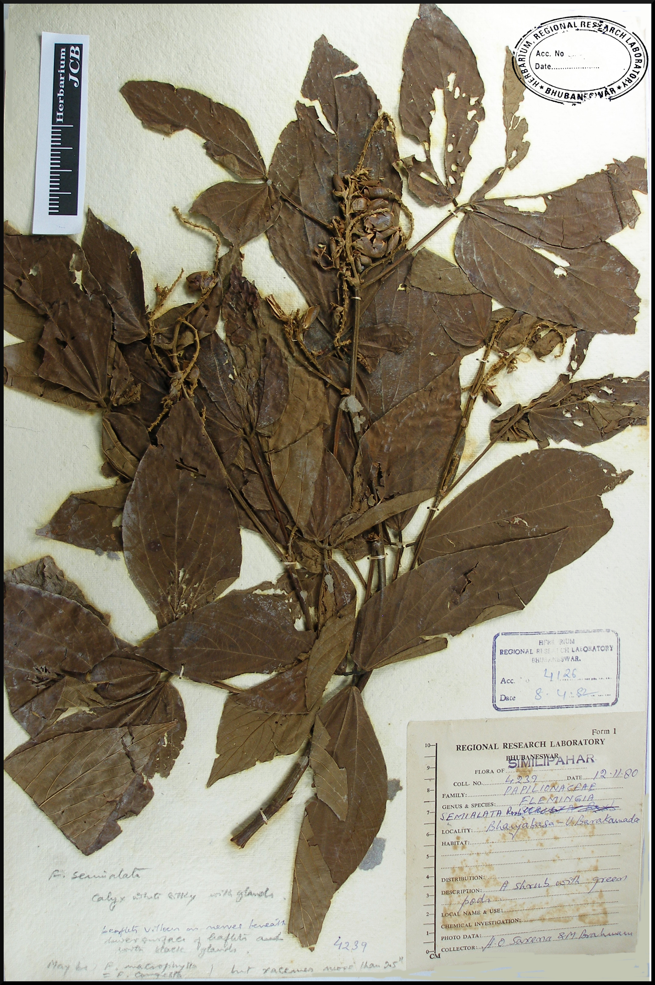 Herbarium JCB