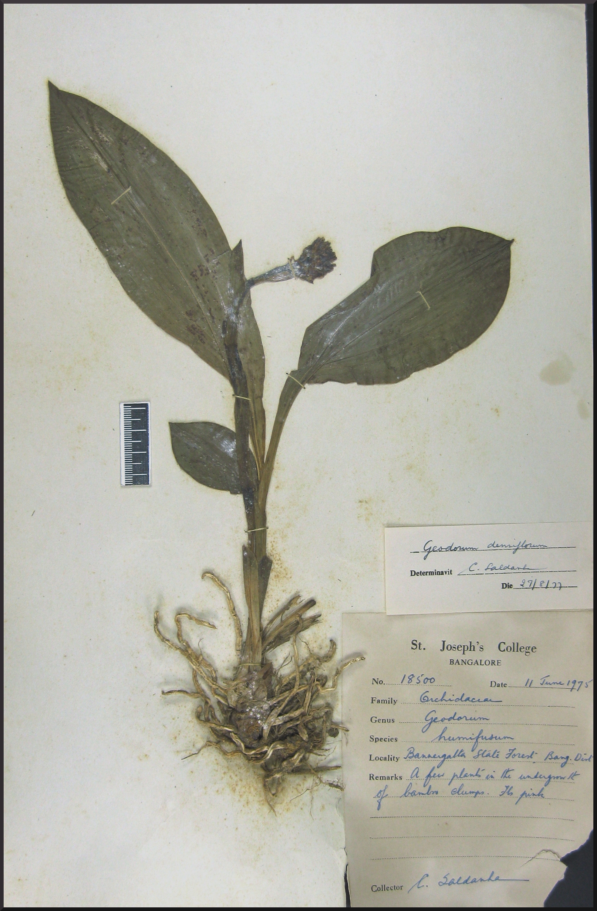 Herbarium JCB