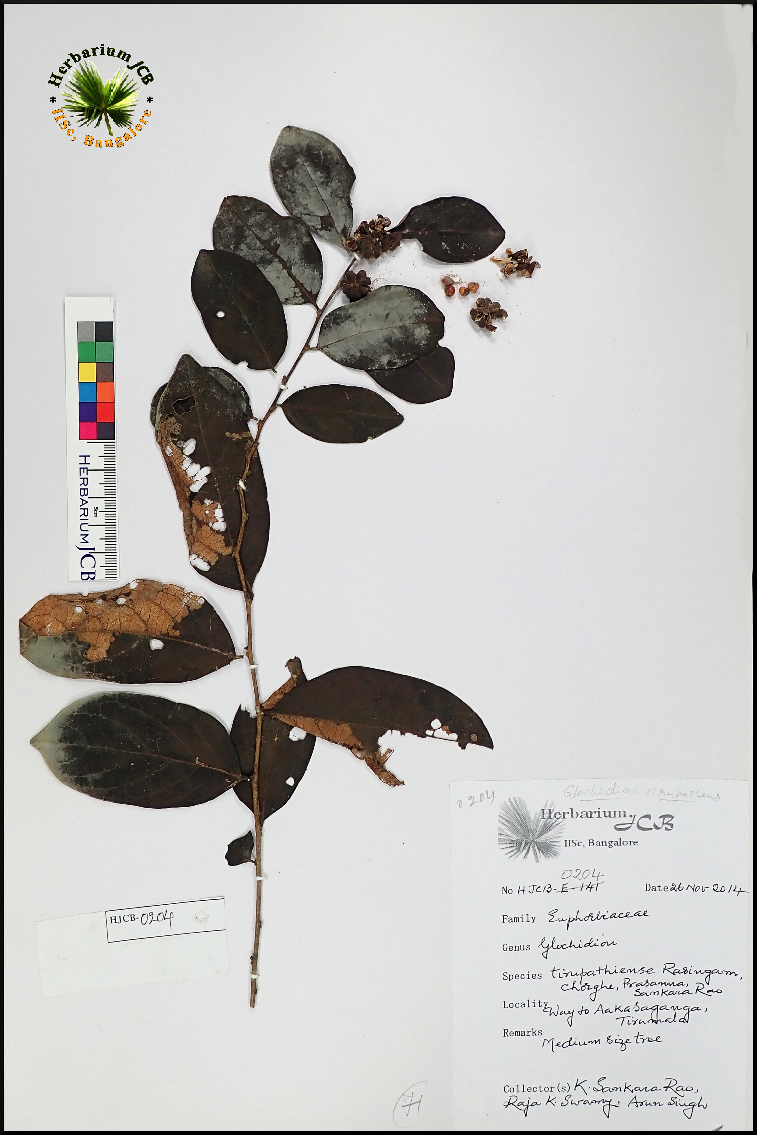 Herbarium JCB