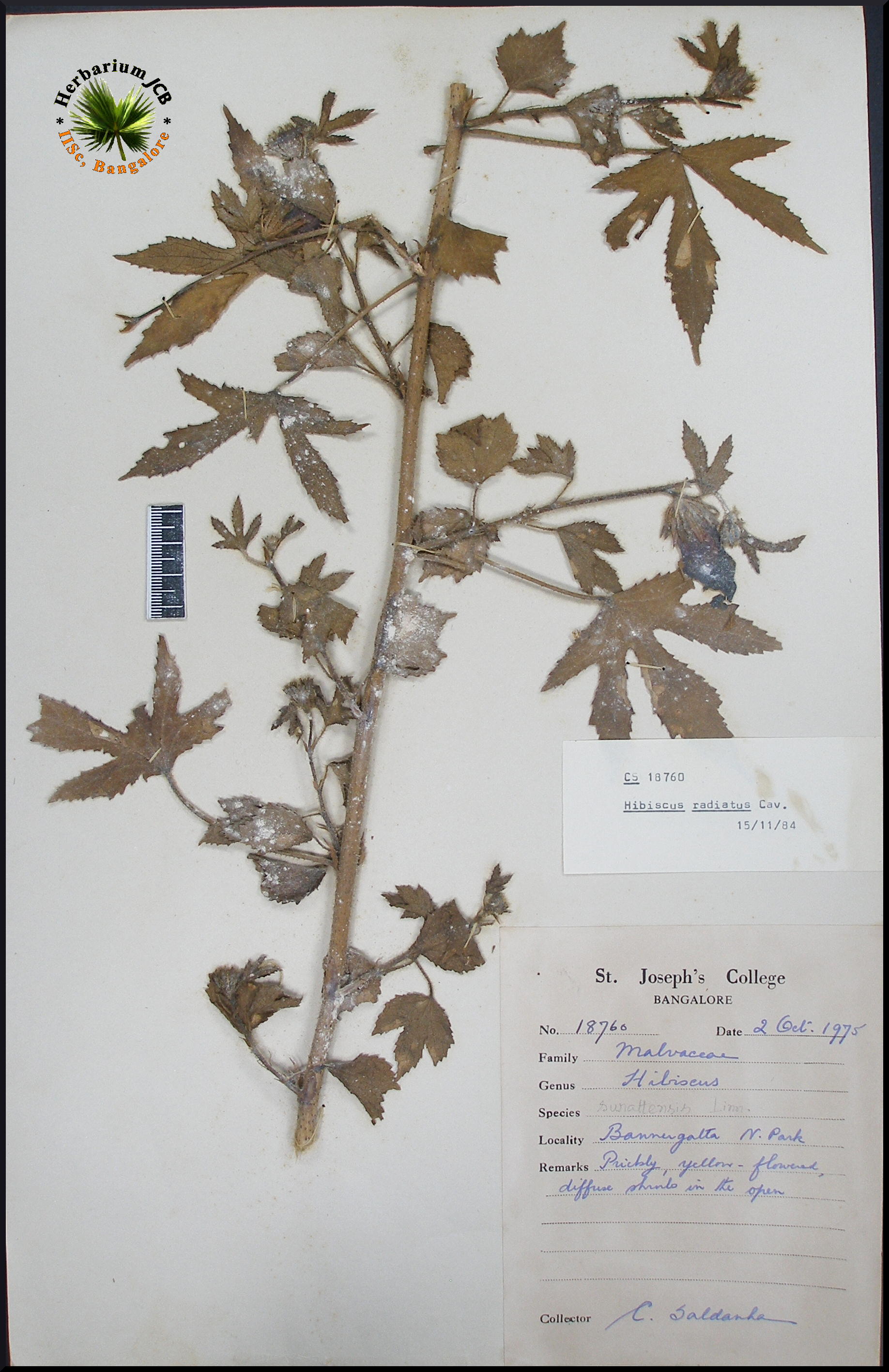 Herbarium JCB