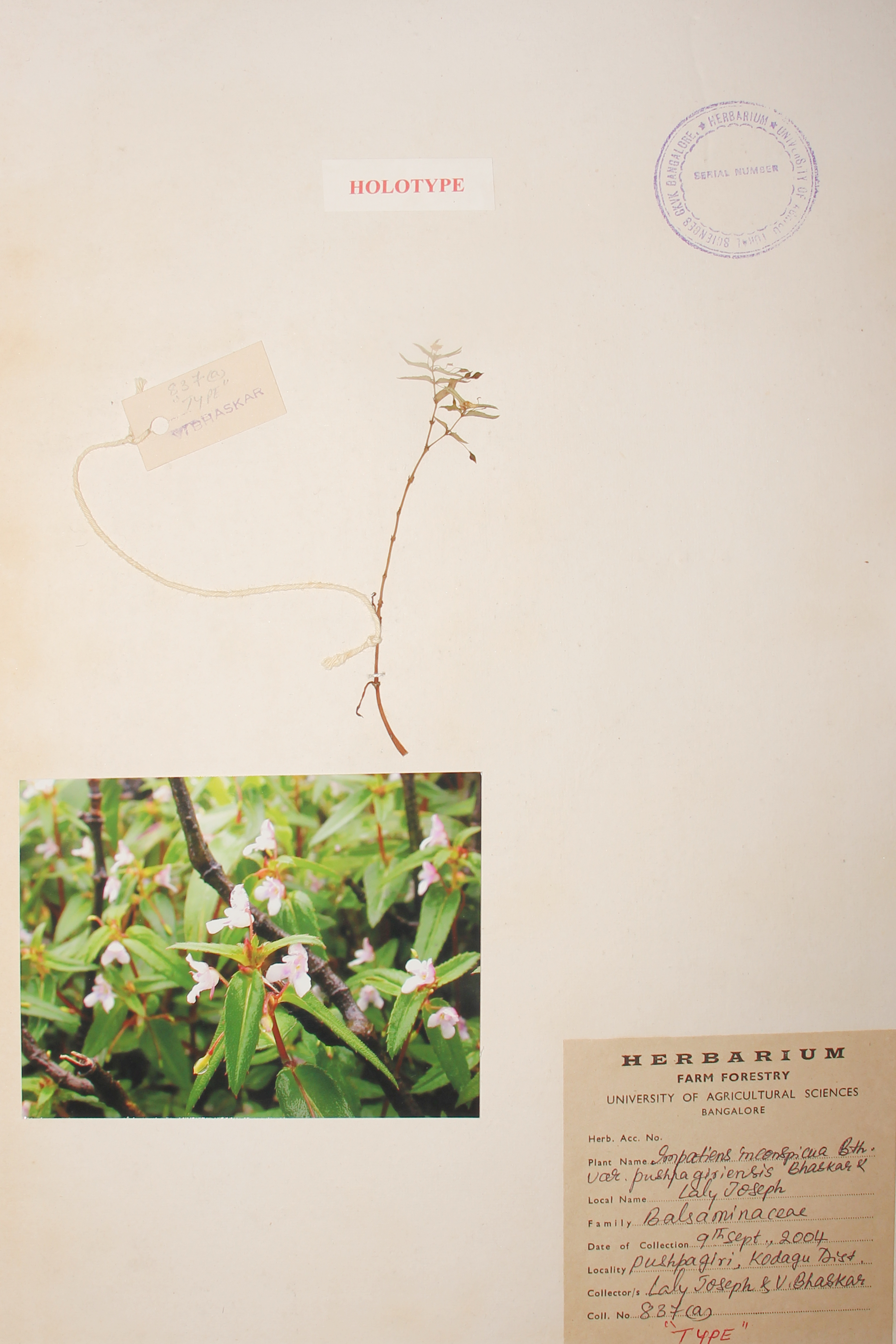 Herbarium JCB