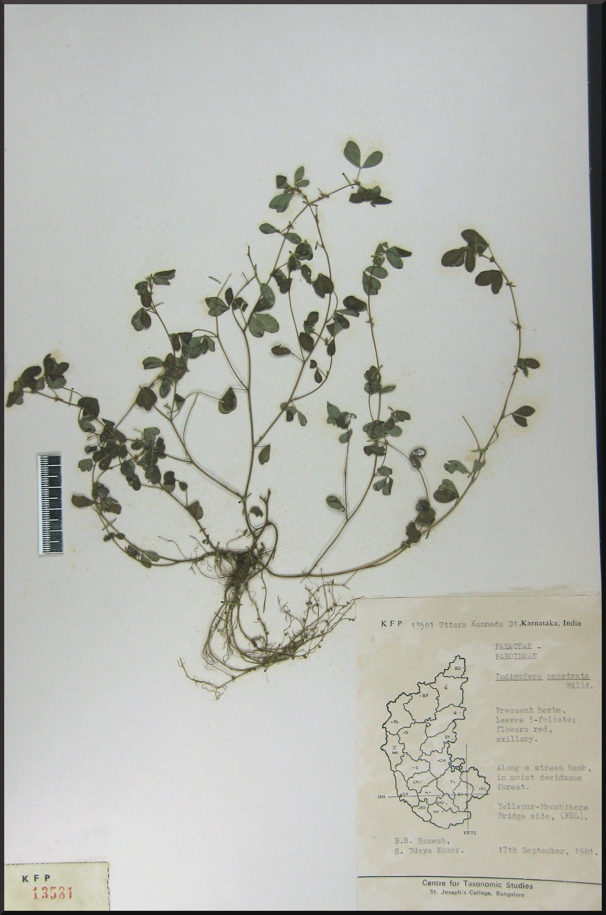 Herbarium JCB