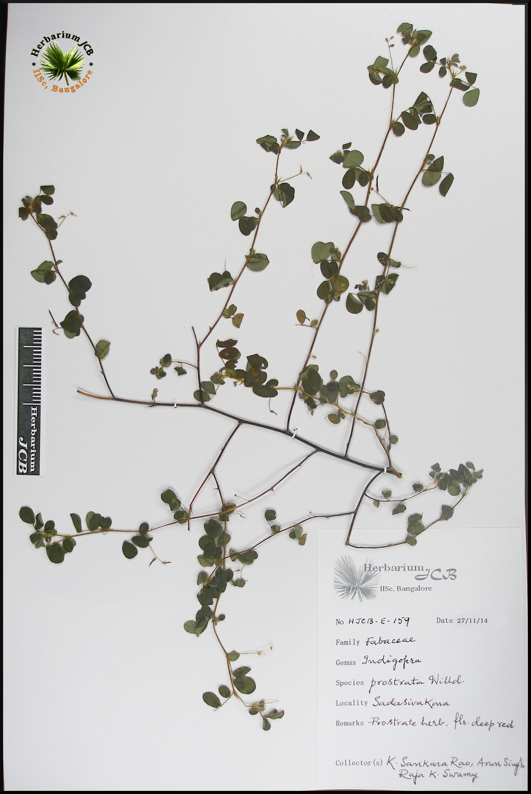 Herbarium JCB