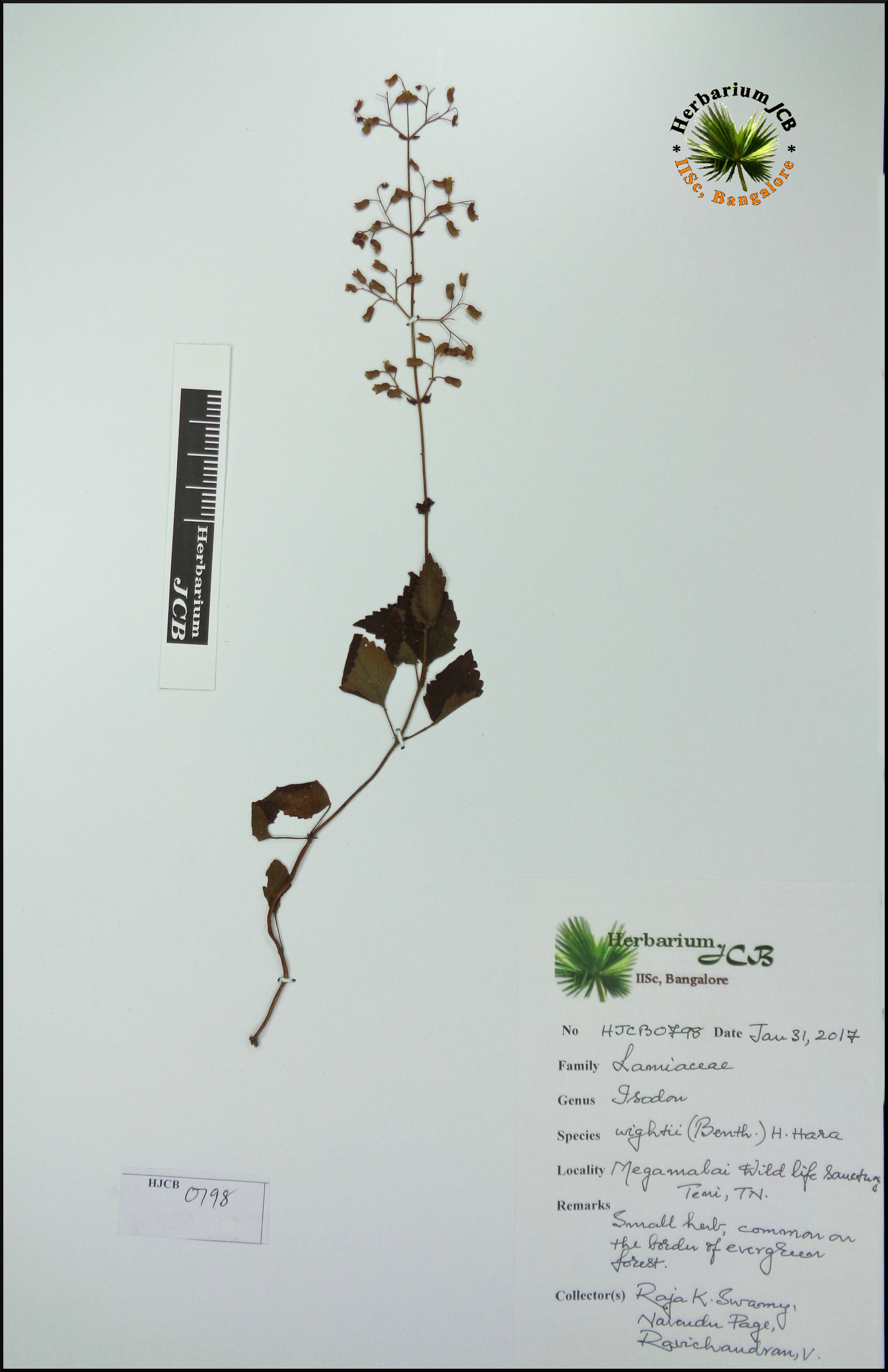 Herbarium JCB
