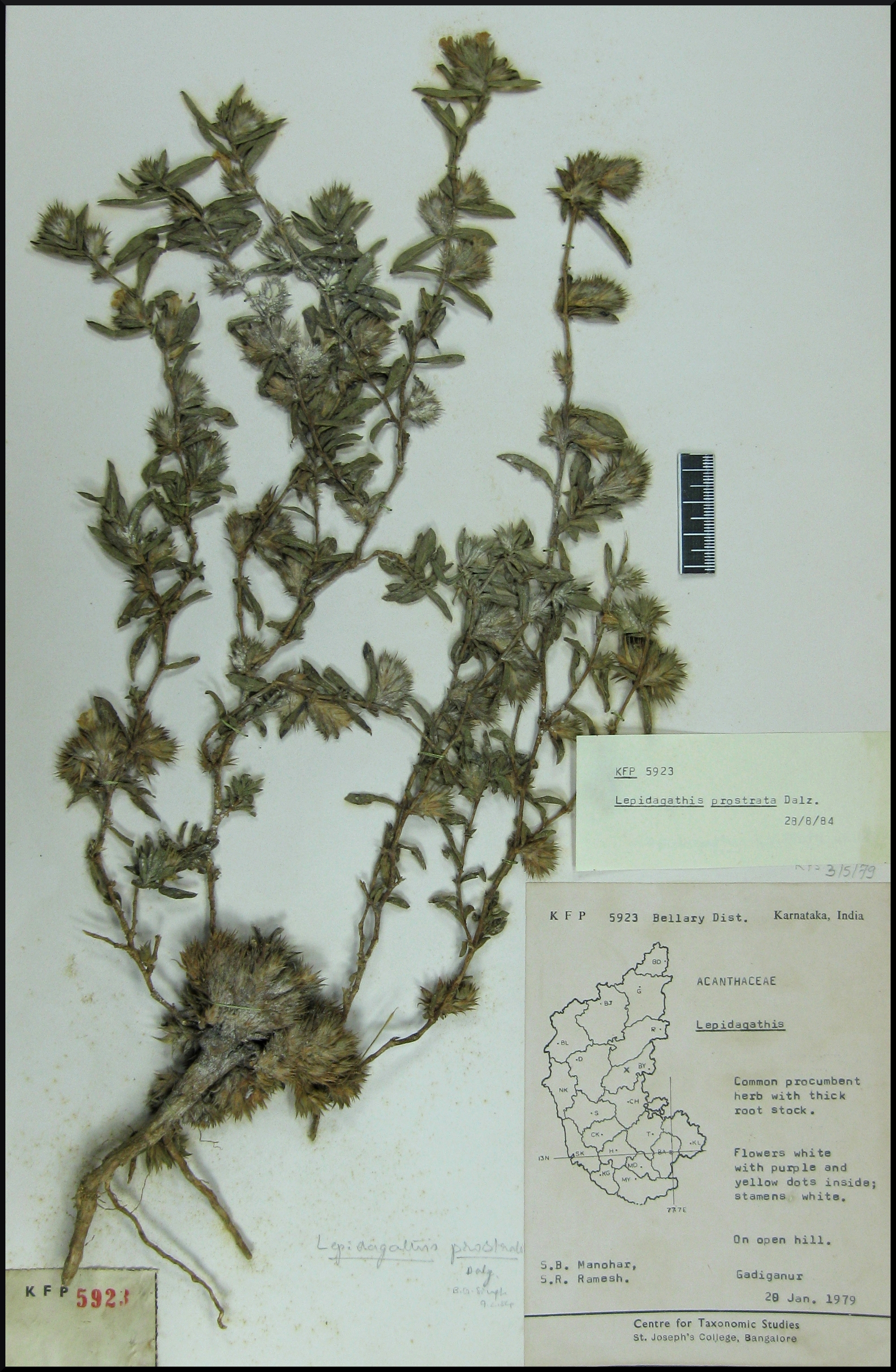 Herbarium JCB