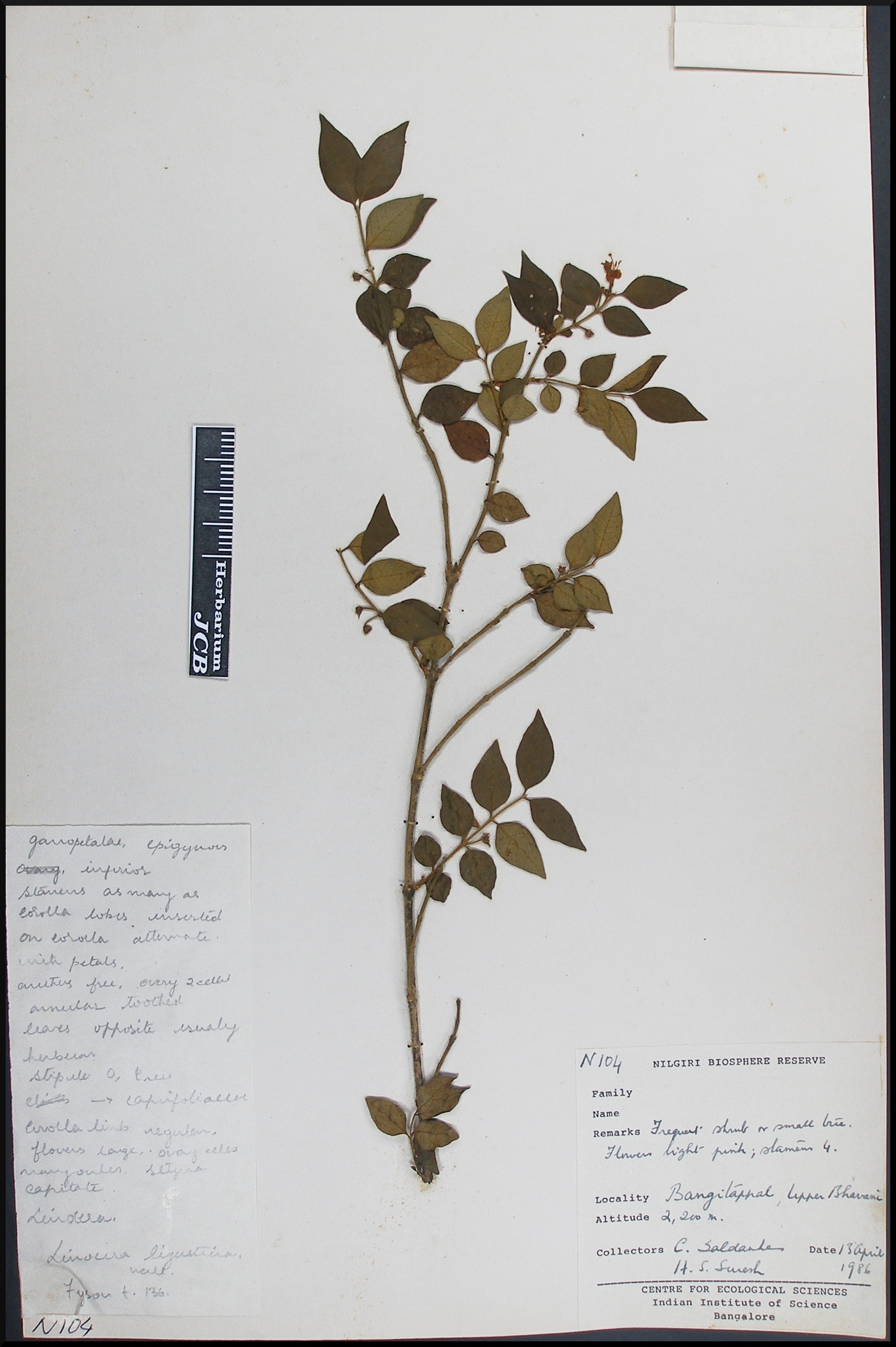 Herbarium JCB