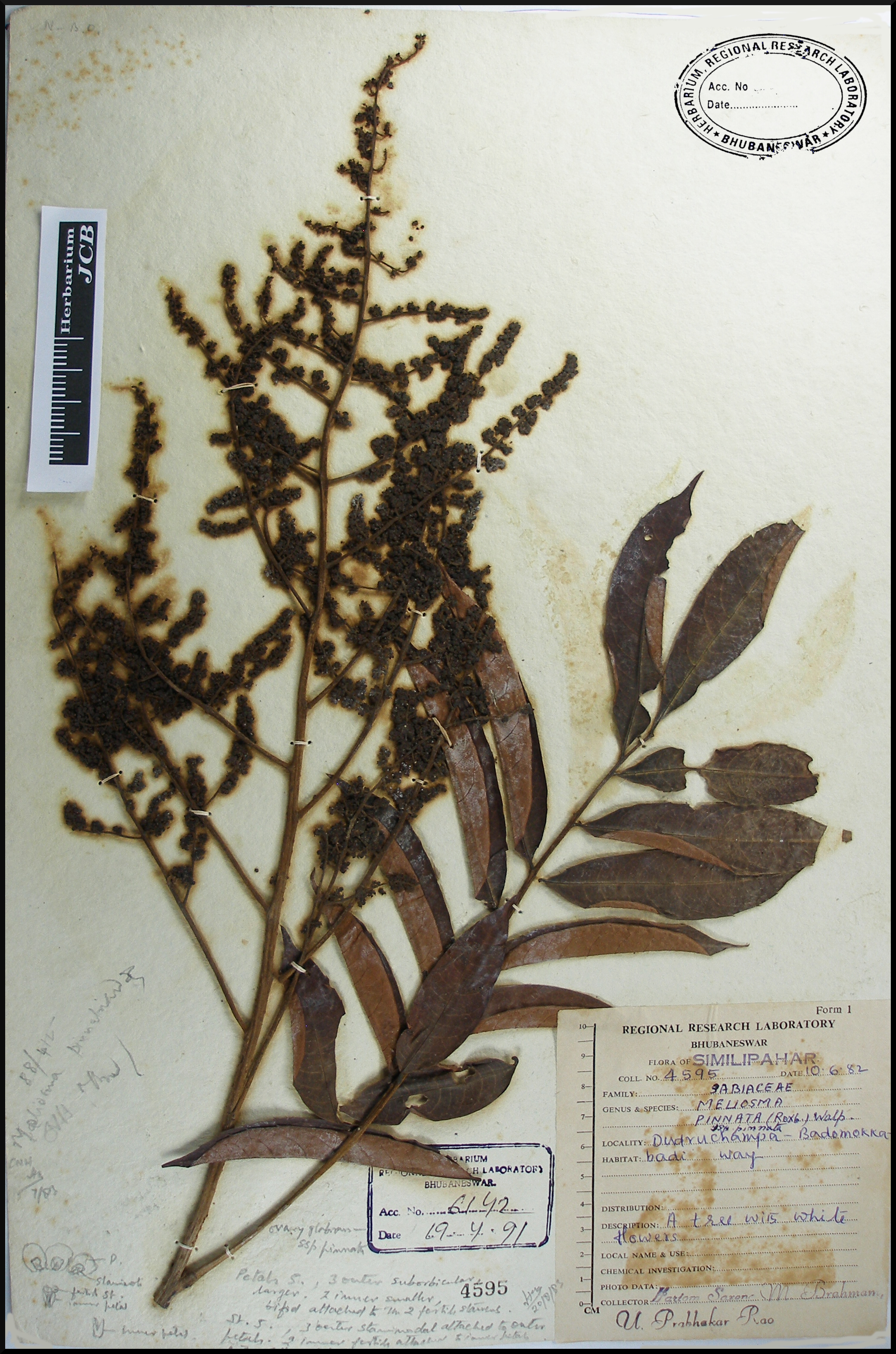Herbarium JCB