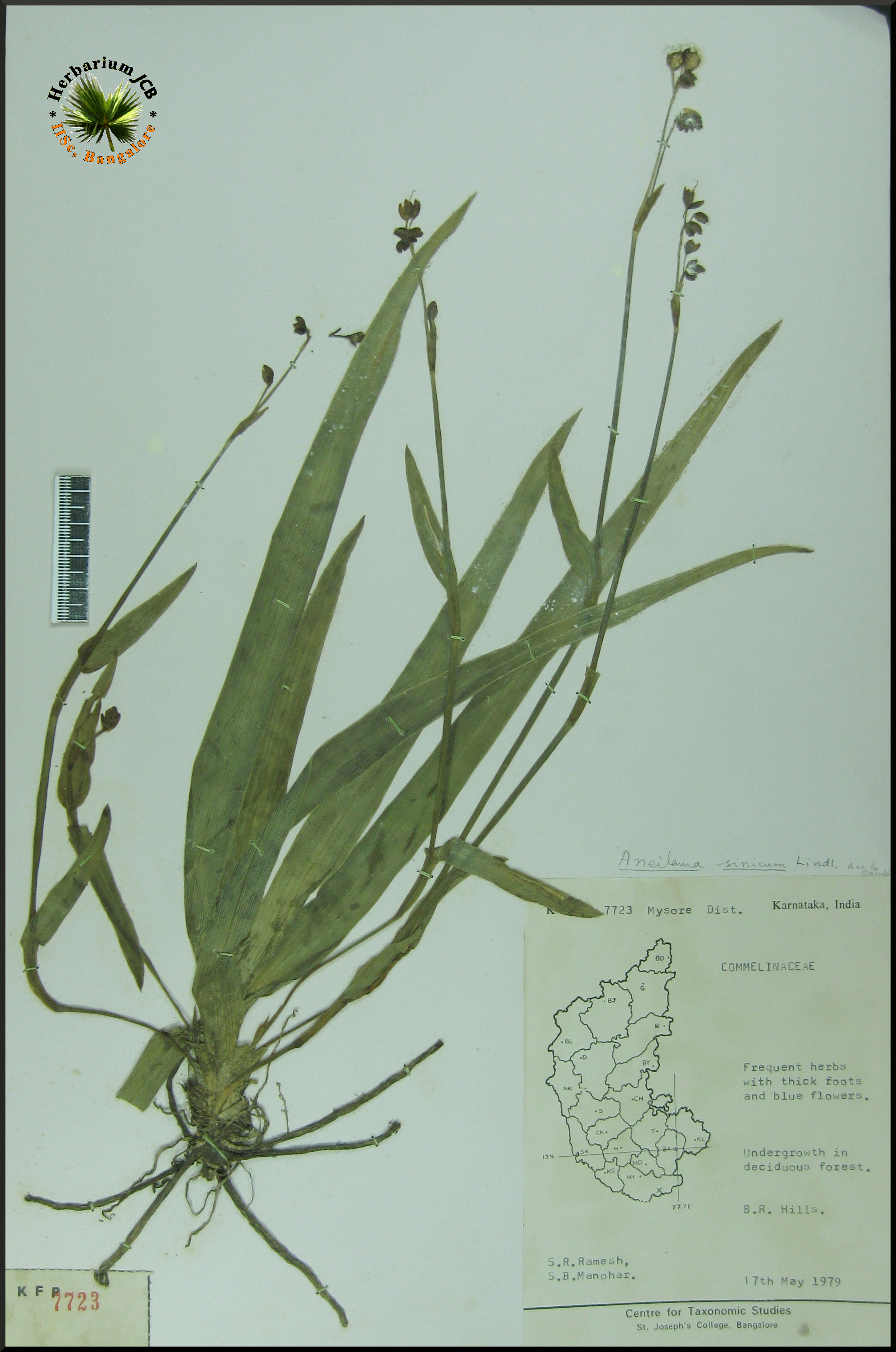 Herbarium JCB