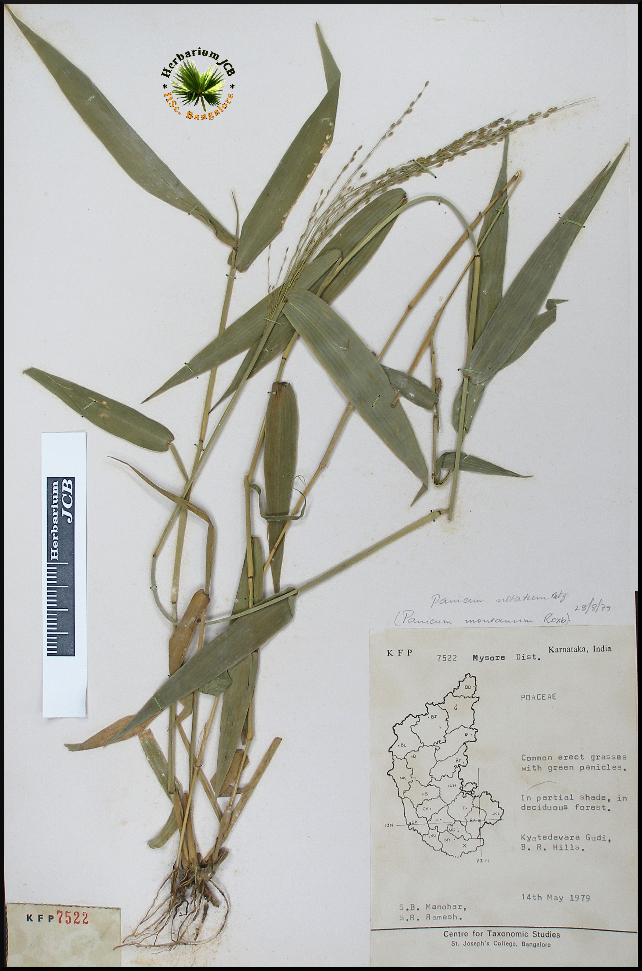 Herbarium JCB