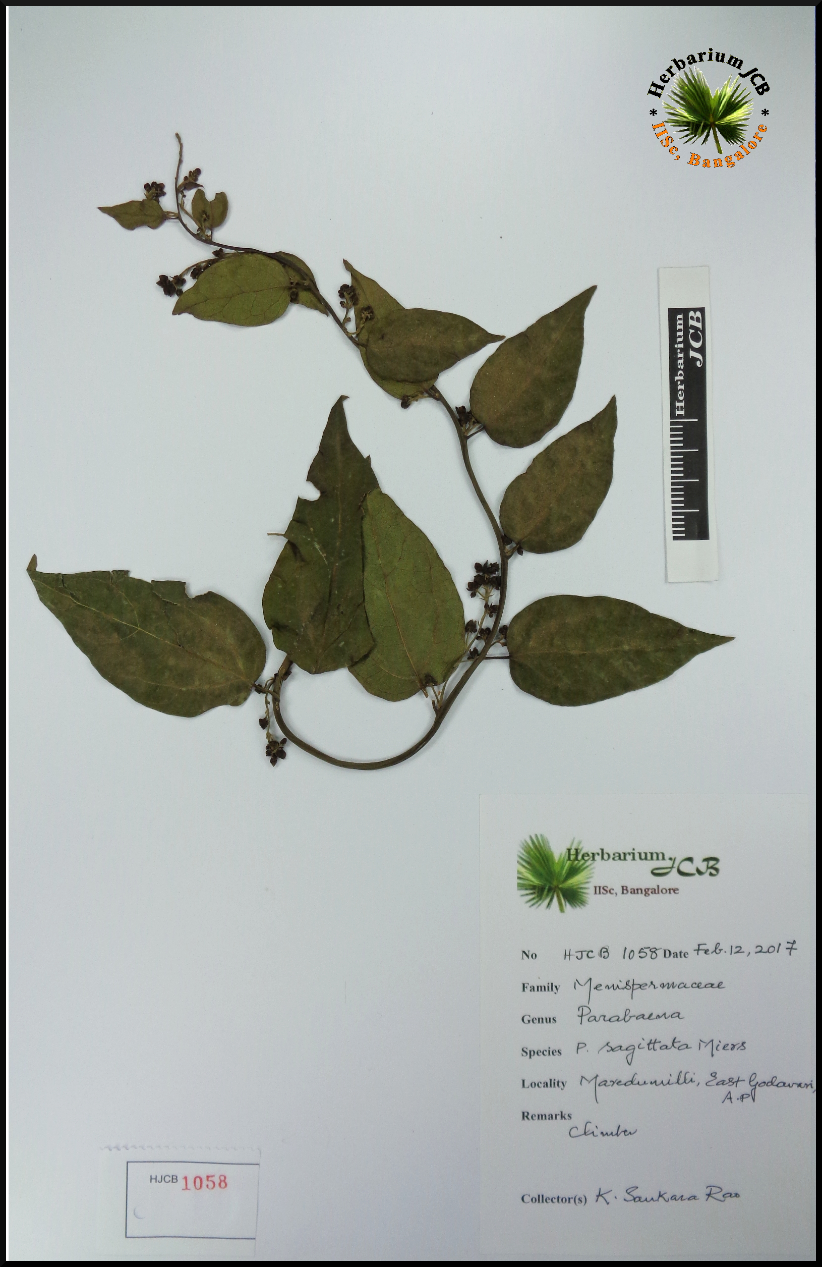 Herbarium JCB