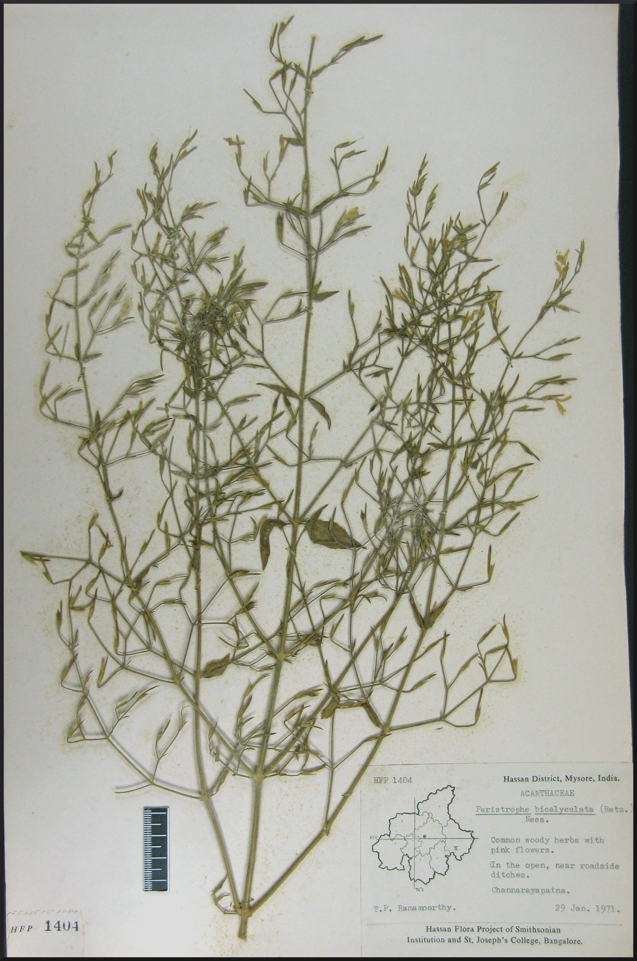 Herbarium JCB