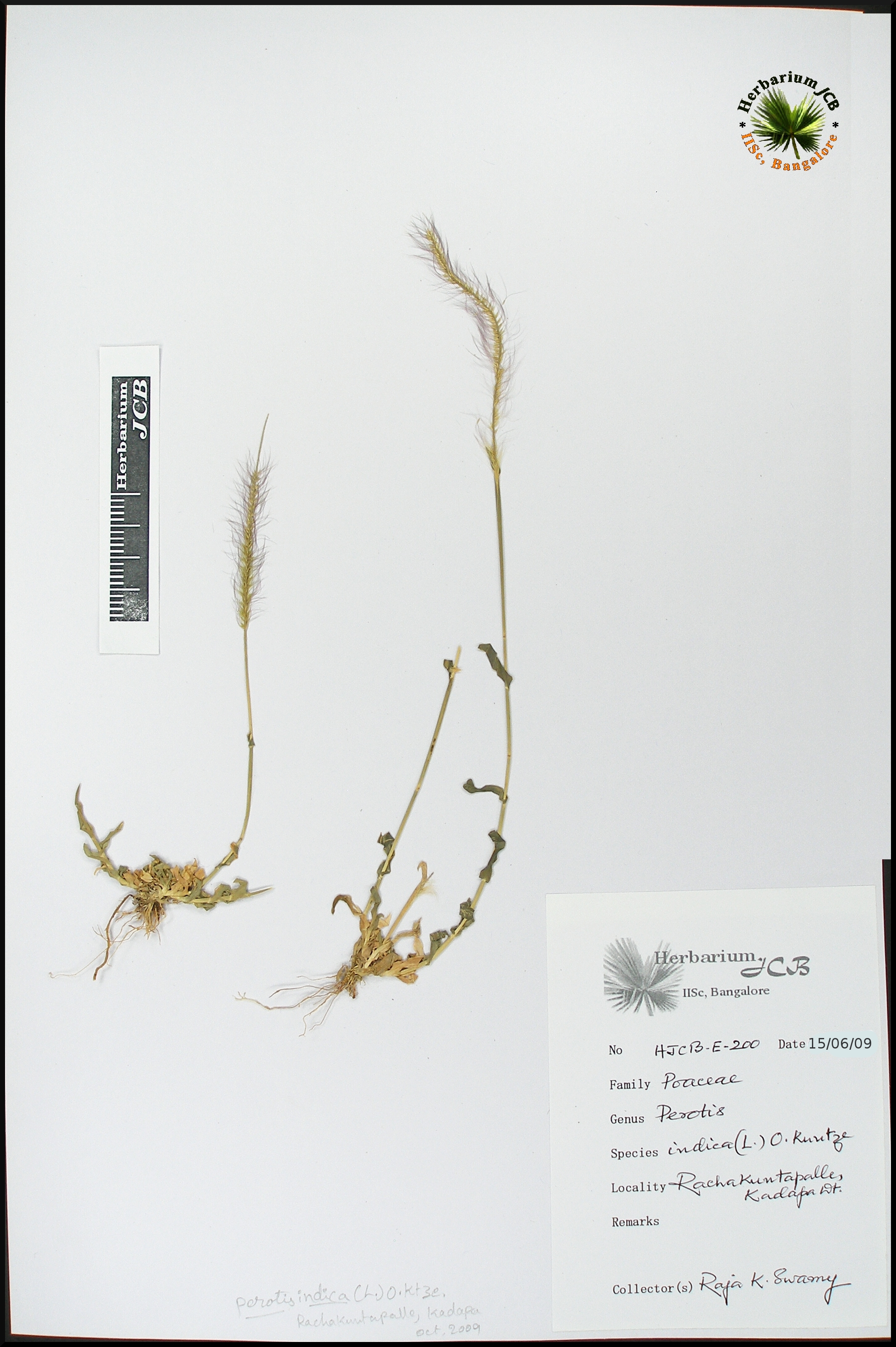 Herbarium JCB