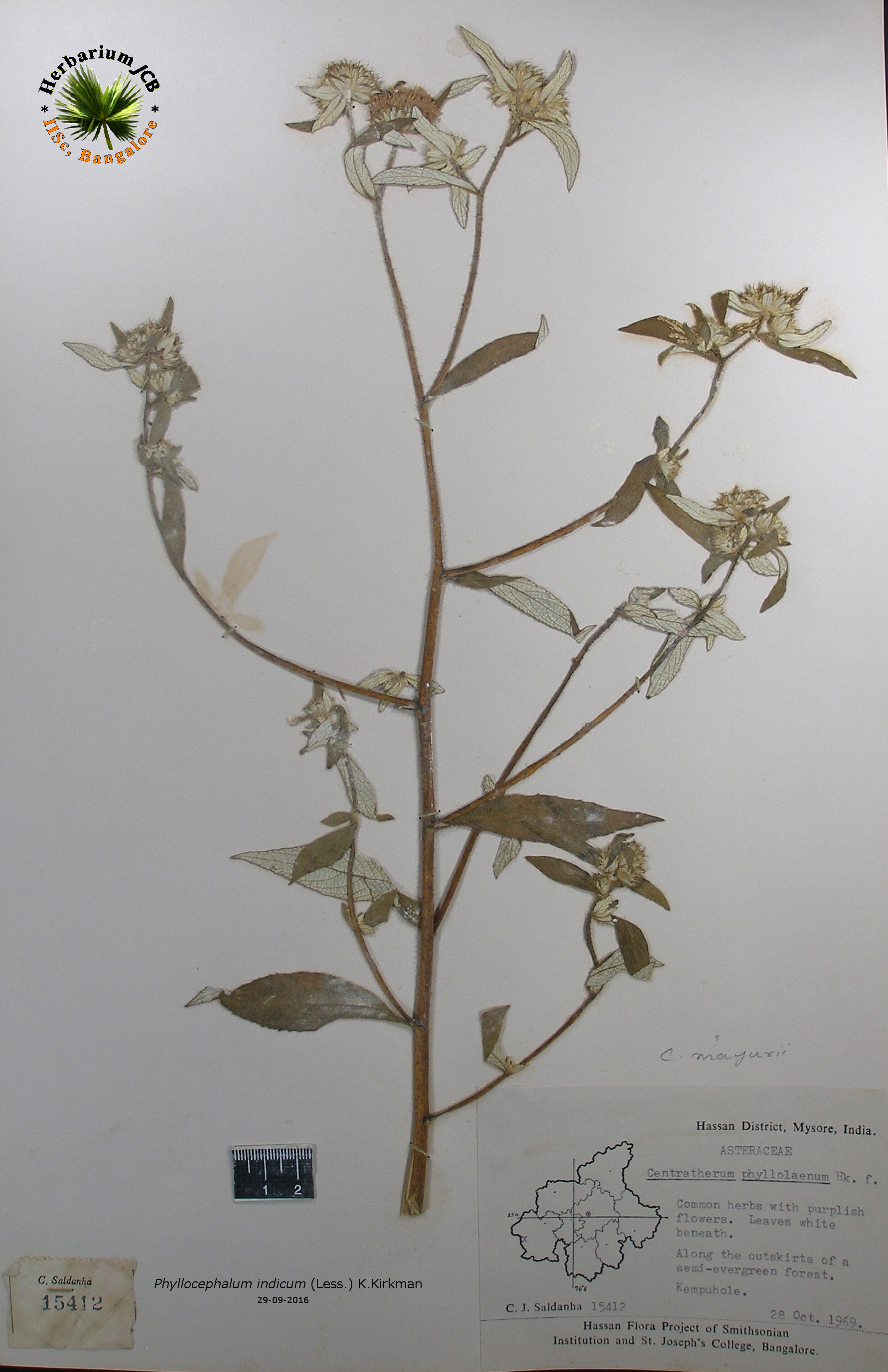 Herbarium JCB