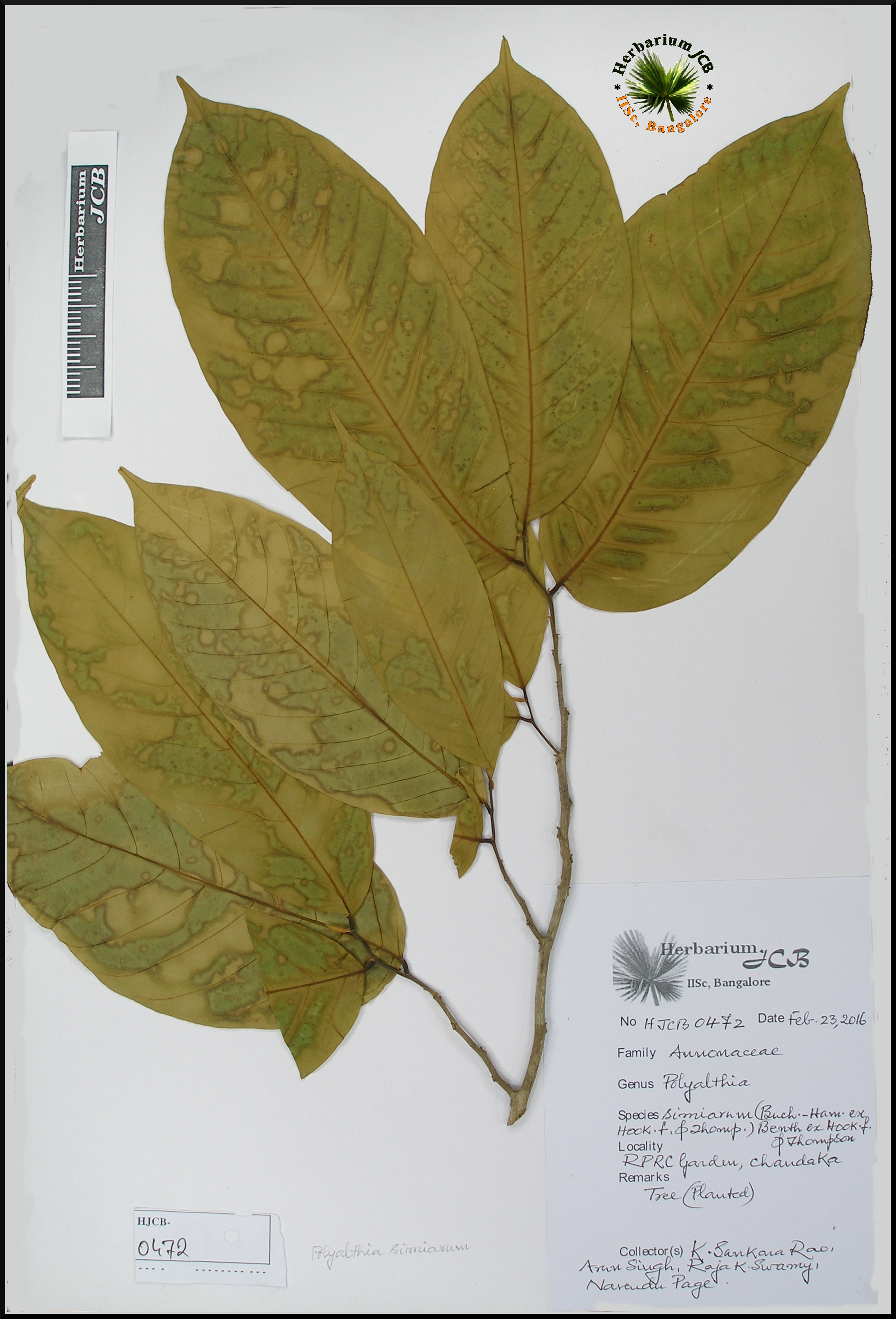 Herbarium JCB