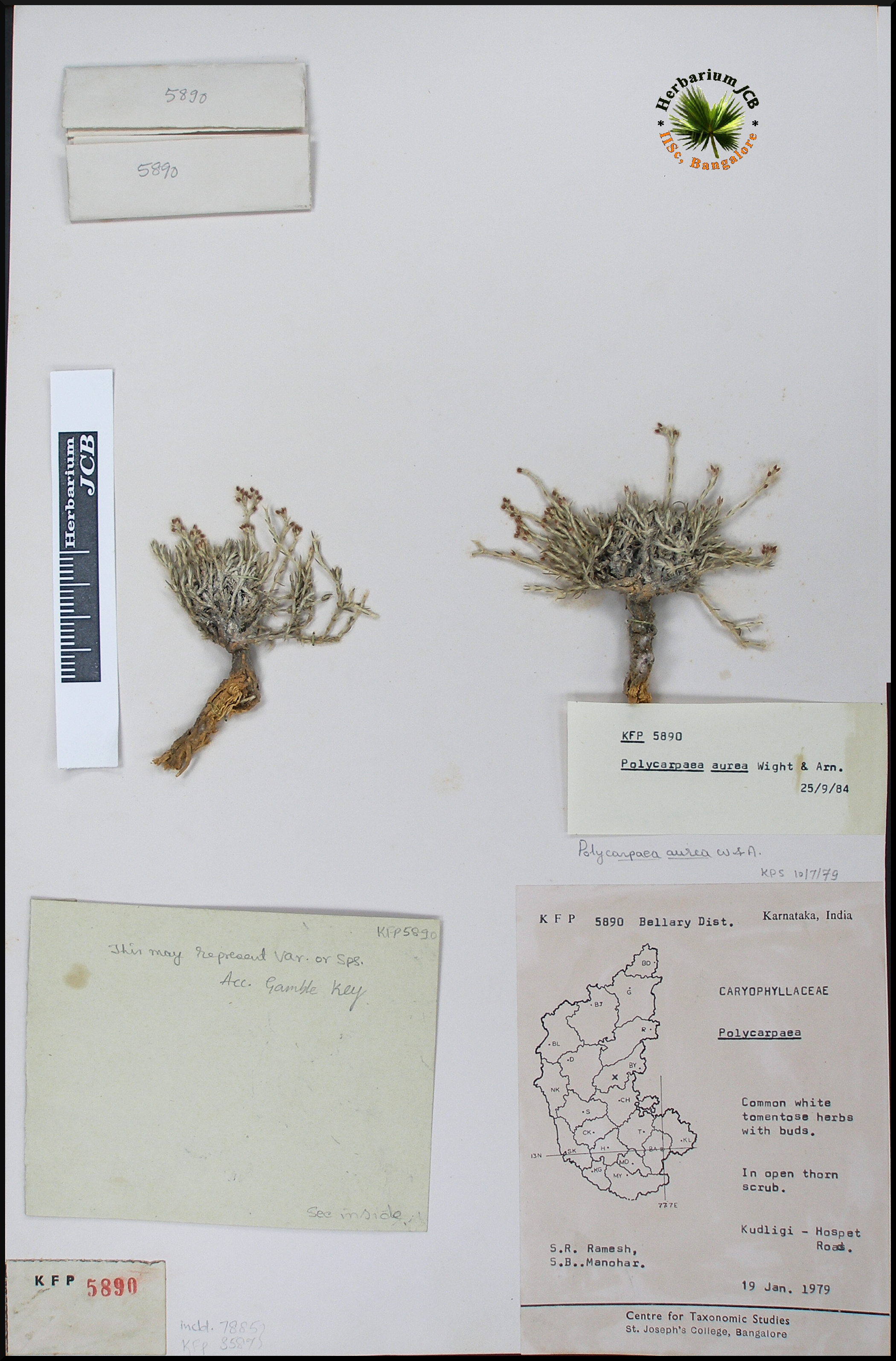 Herbarium JCB