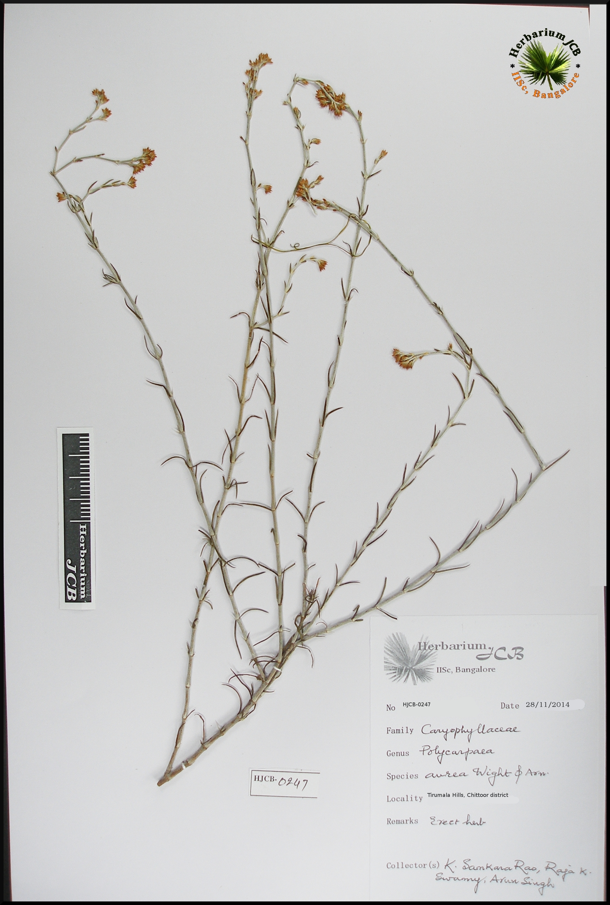 Herbarium JCB