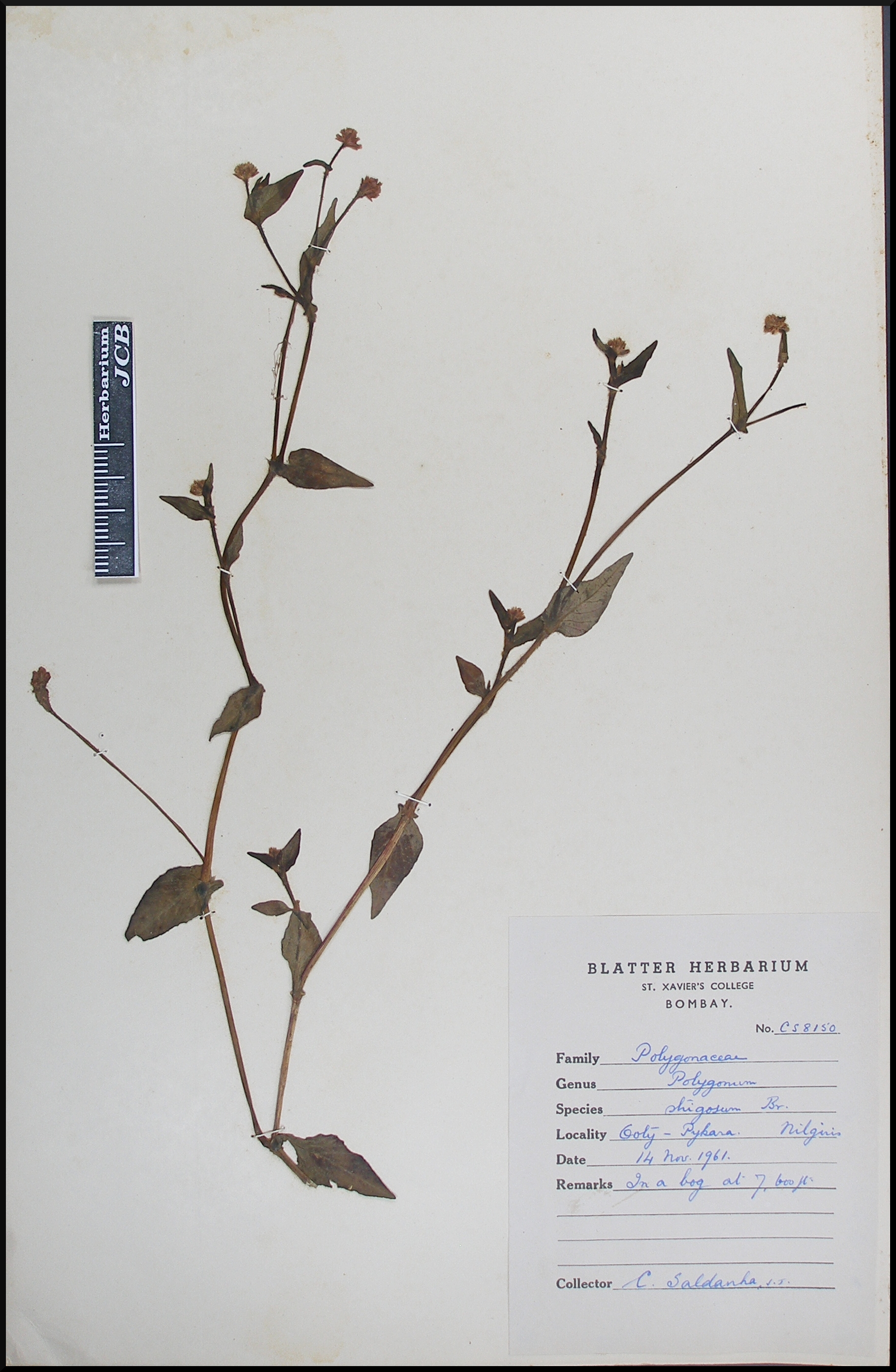 Herbarium JCB