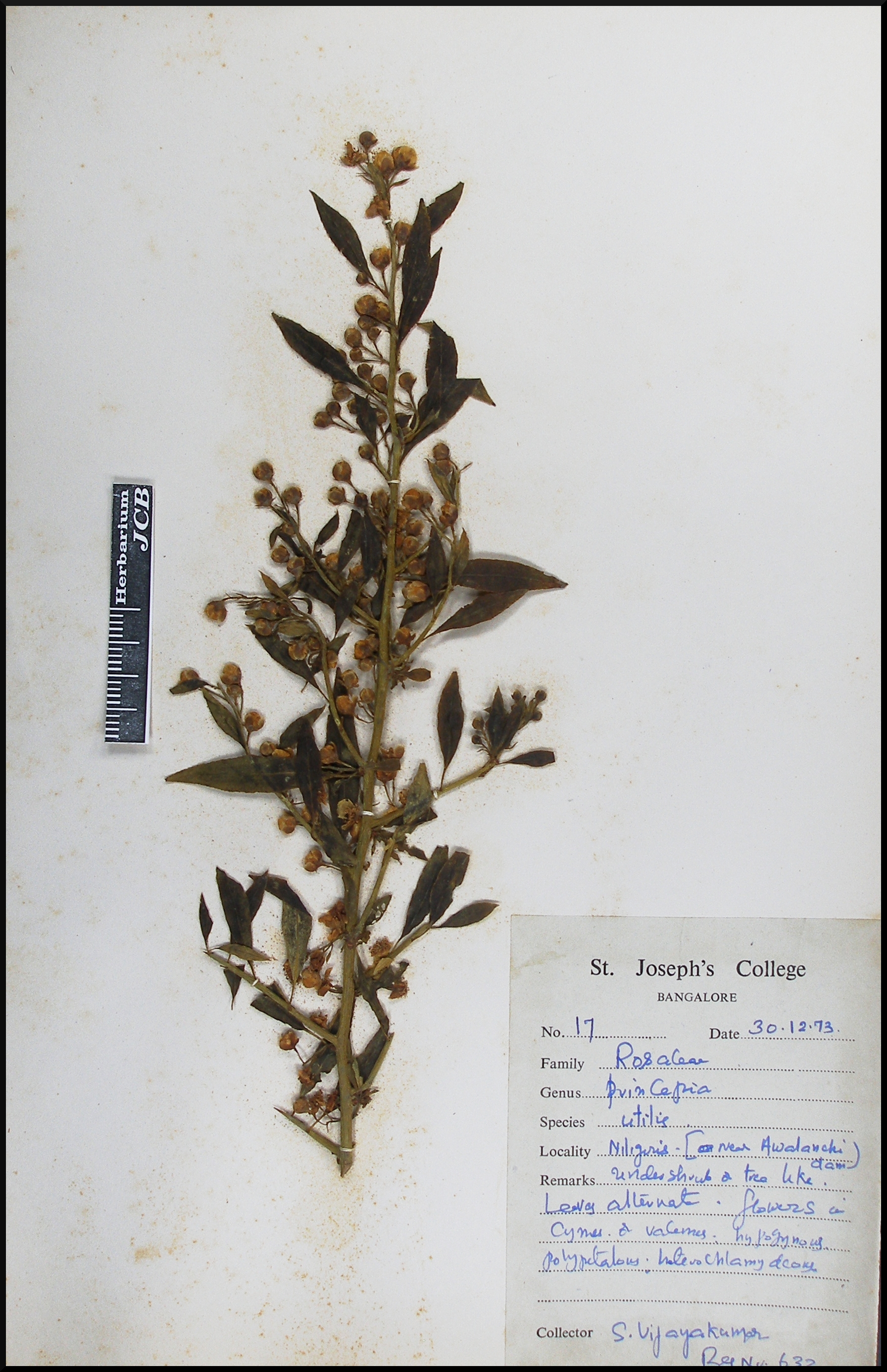 Herbarium JCB