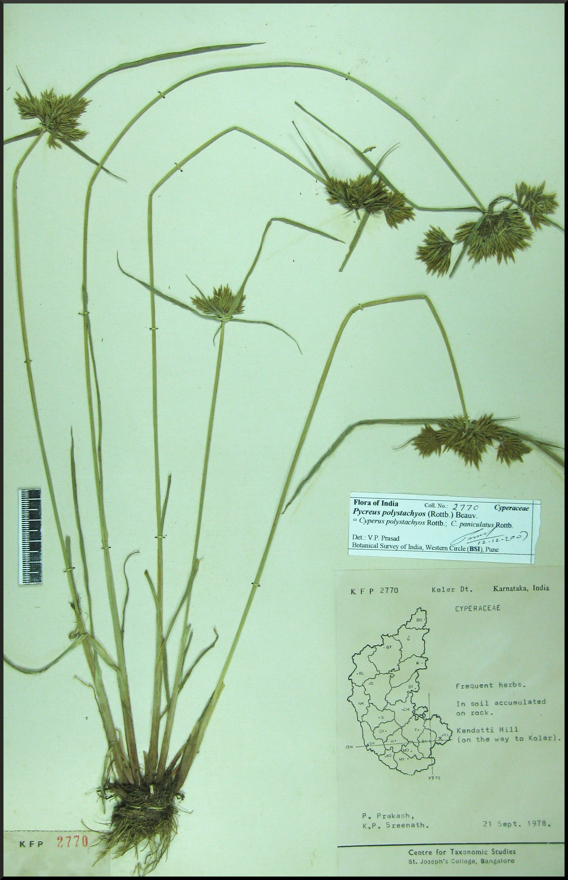 Herbarium JCB