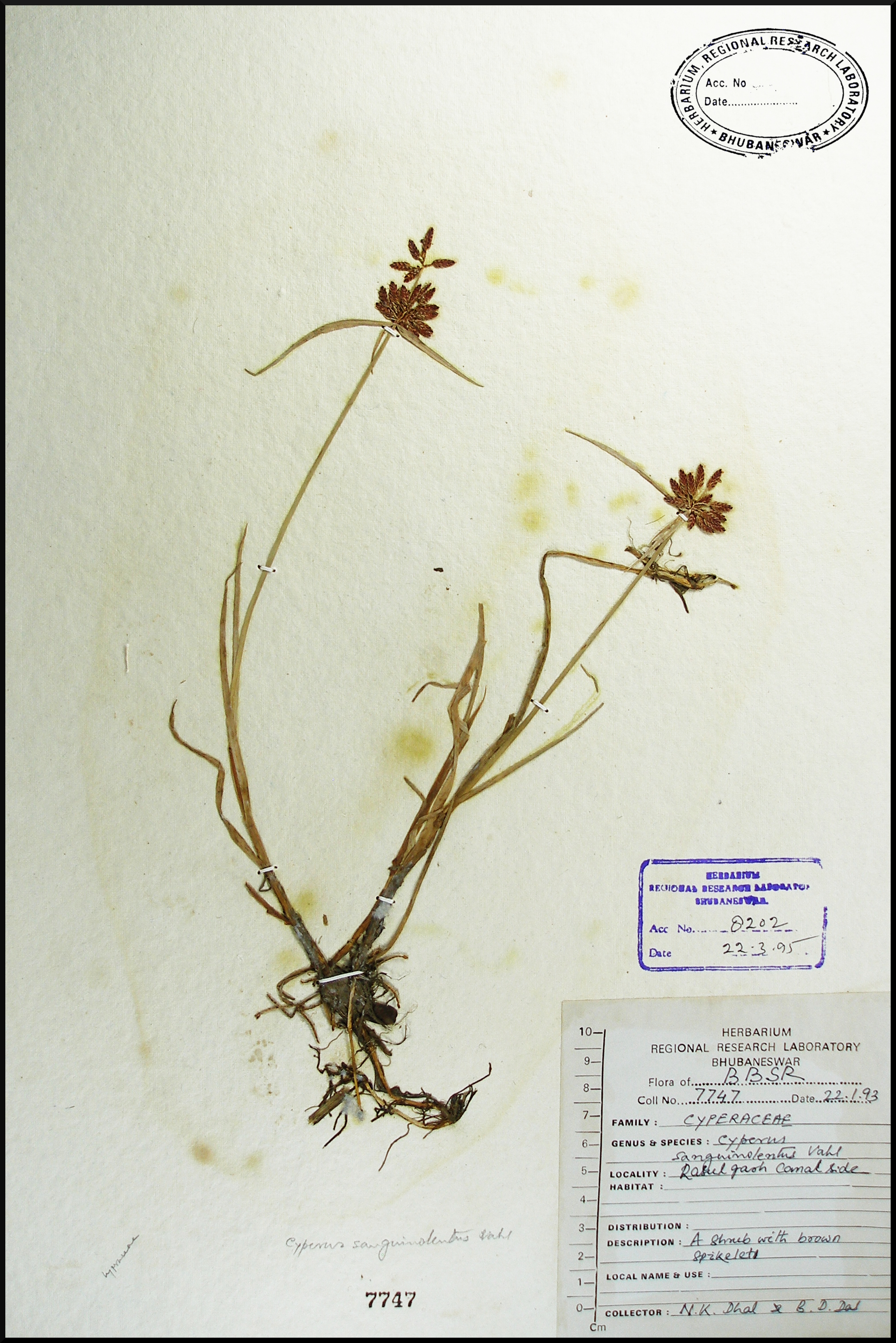Herbarium JCB