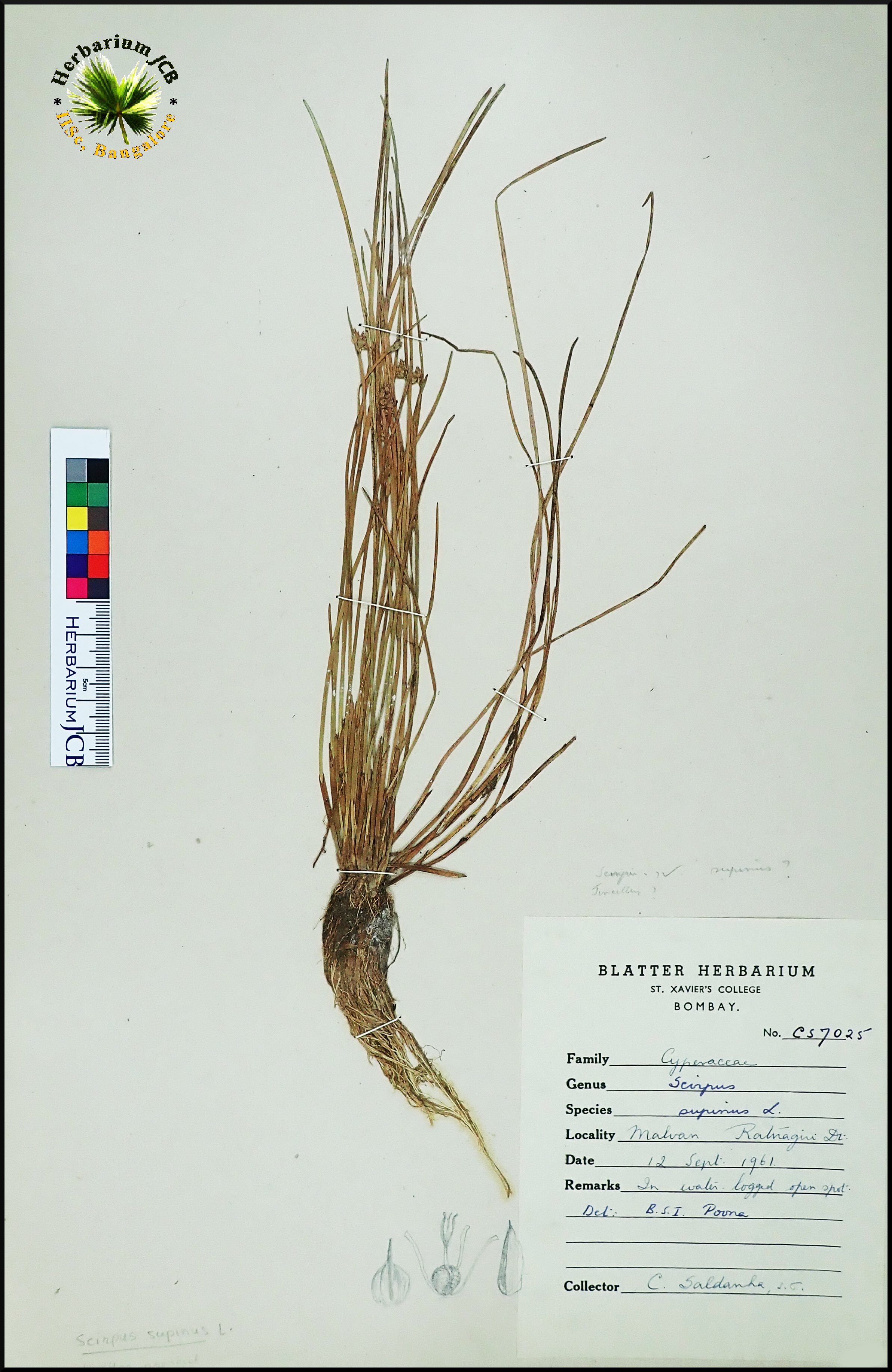 Herbarium JCB